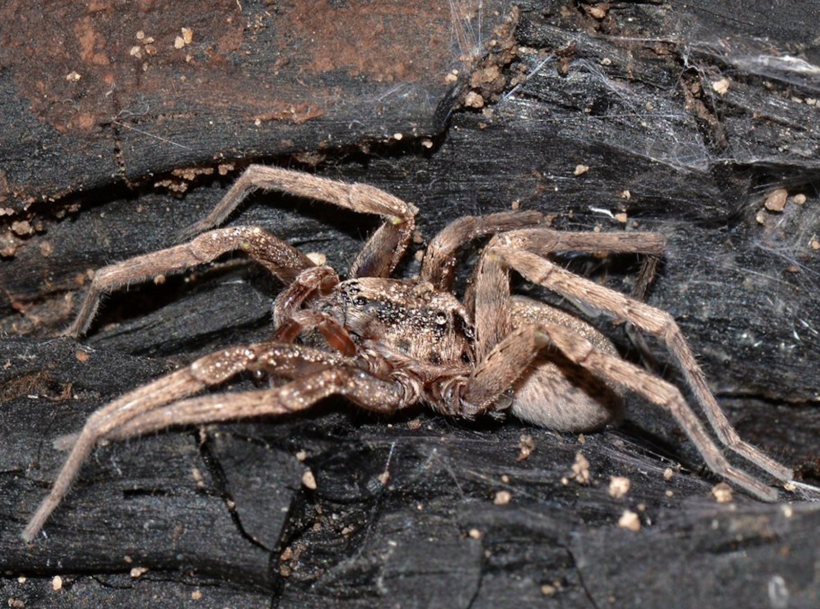 Miturga – Ausemade