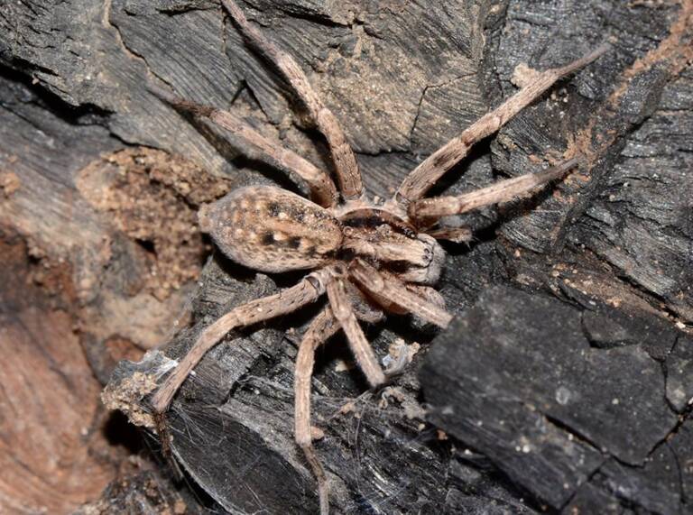 Western Australia Fauna – Ausemade