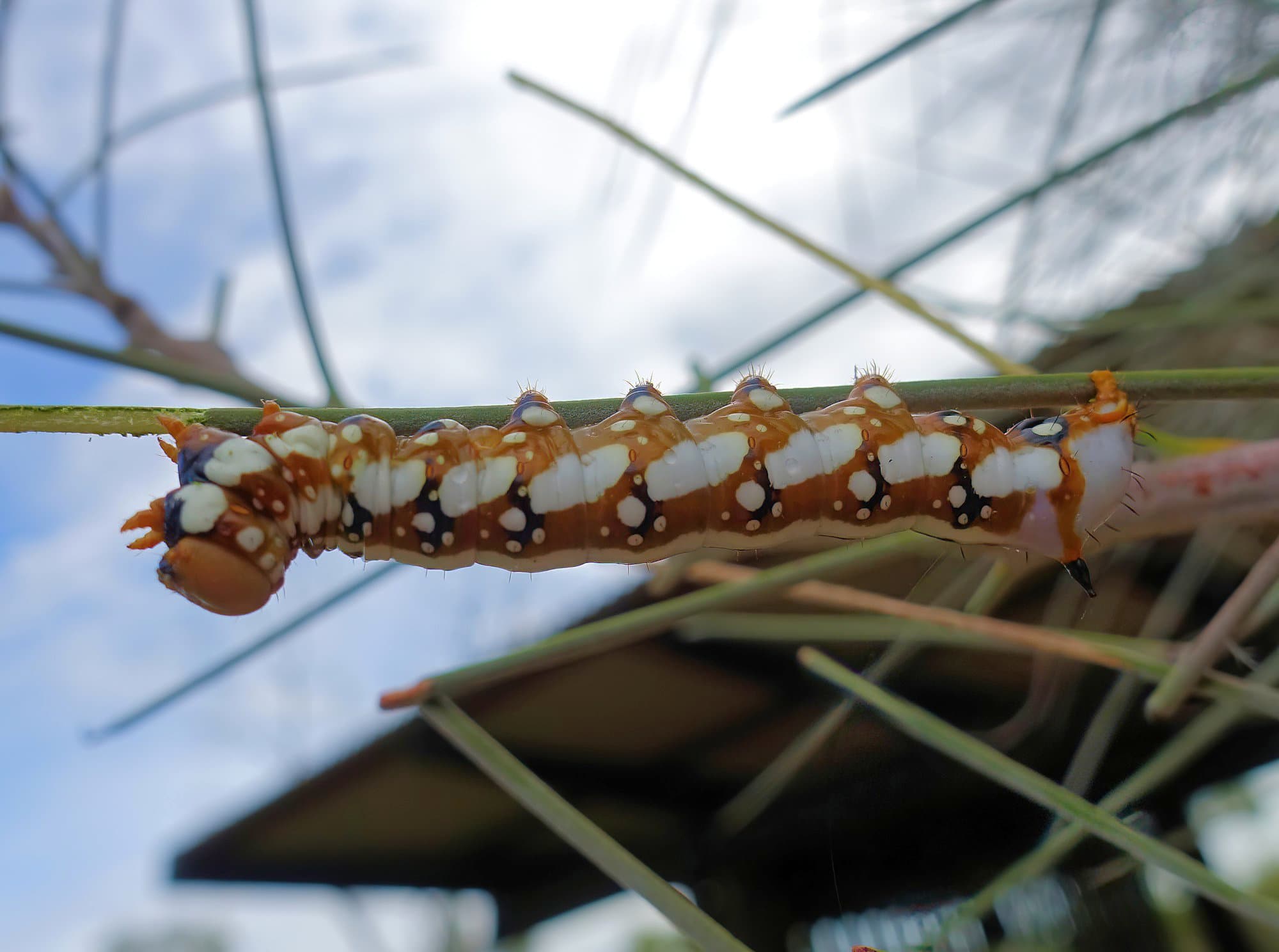 Banksia Moth – Caterpillar – Ausemade