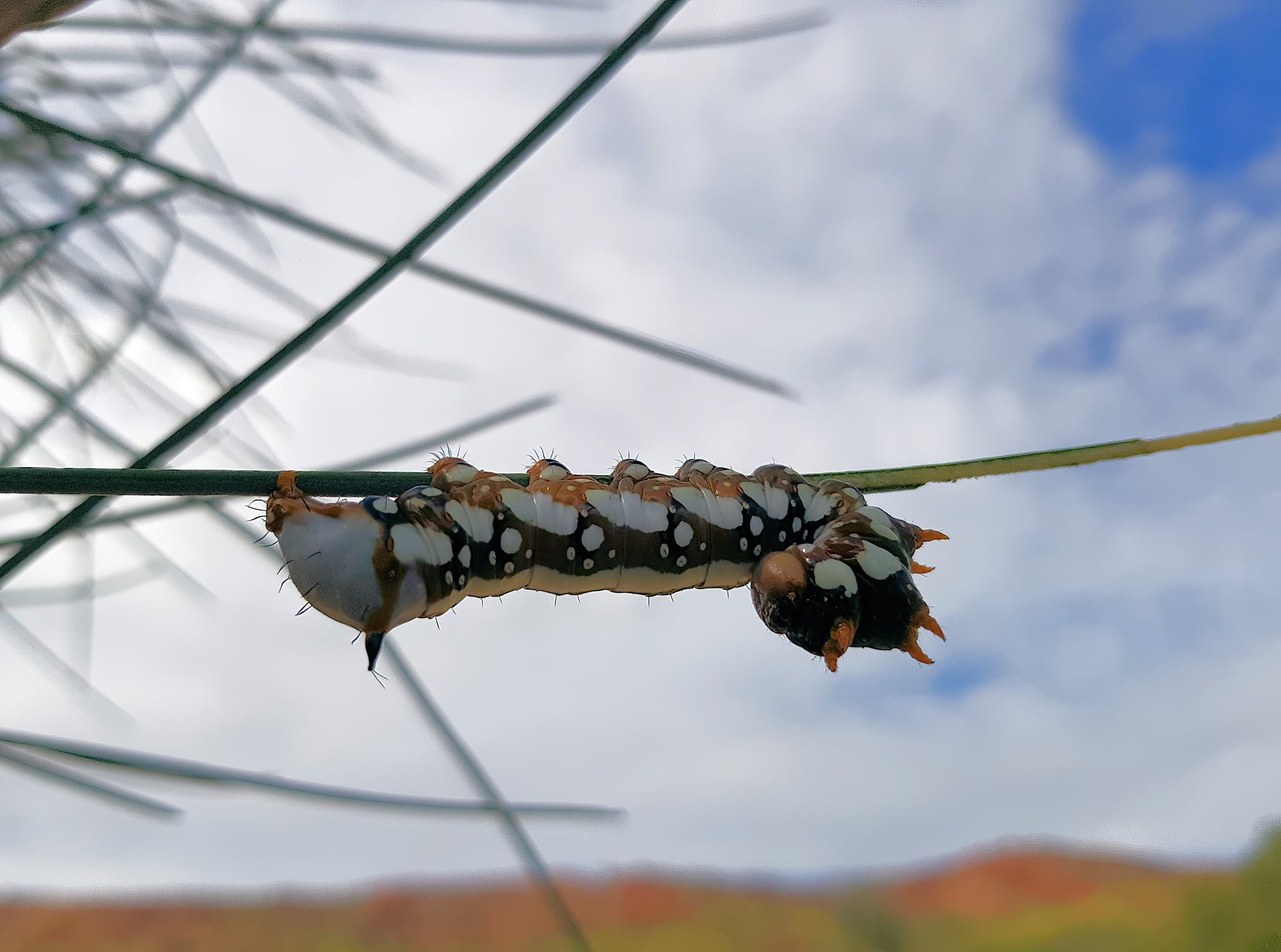 Banksia Moth – Caterpillar – Ausemade