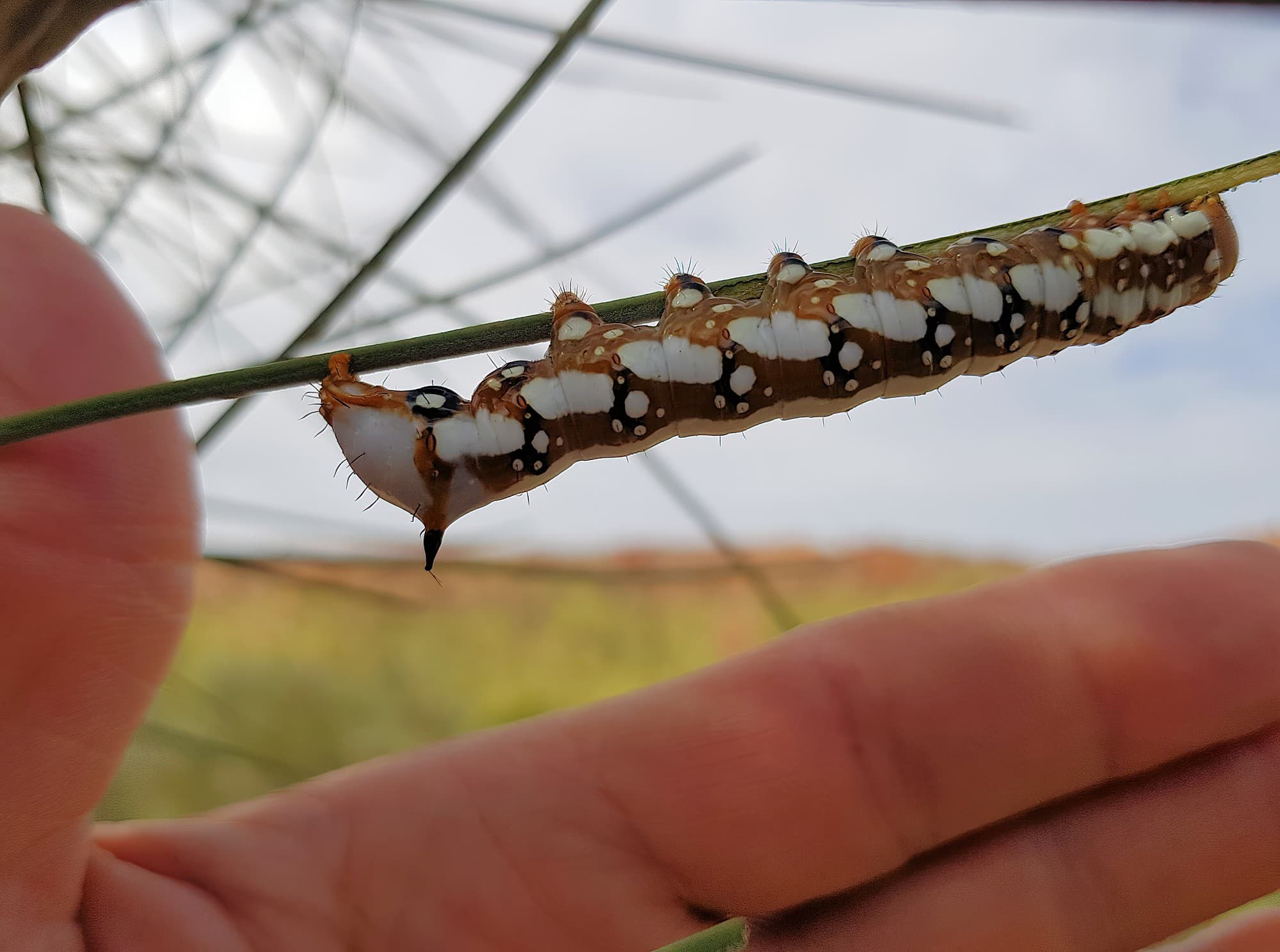 Banksia Moth – Caterpillar – Ausemade