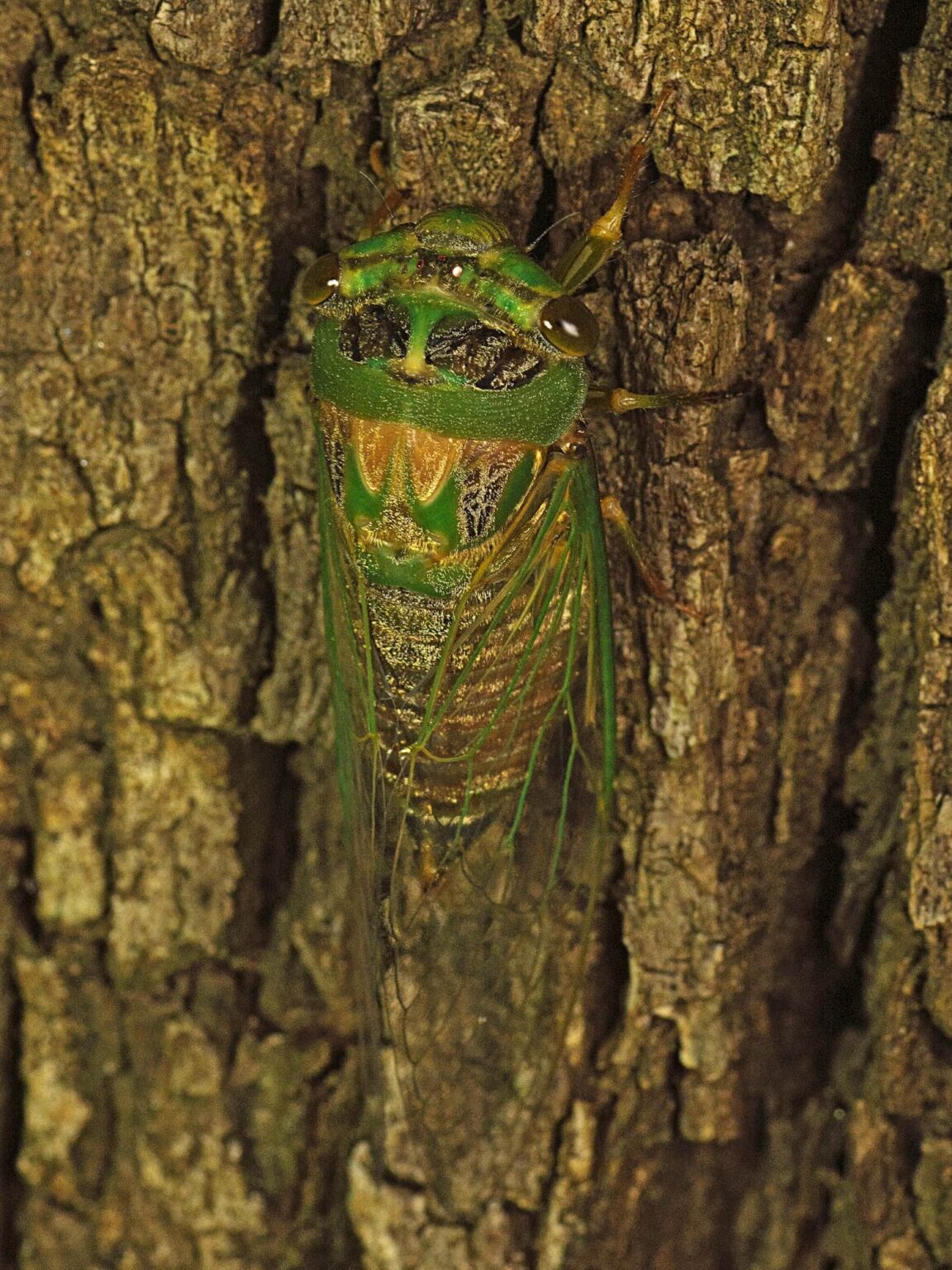 Cicada Index – Ausemade