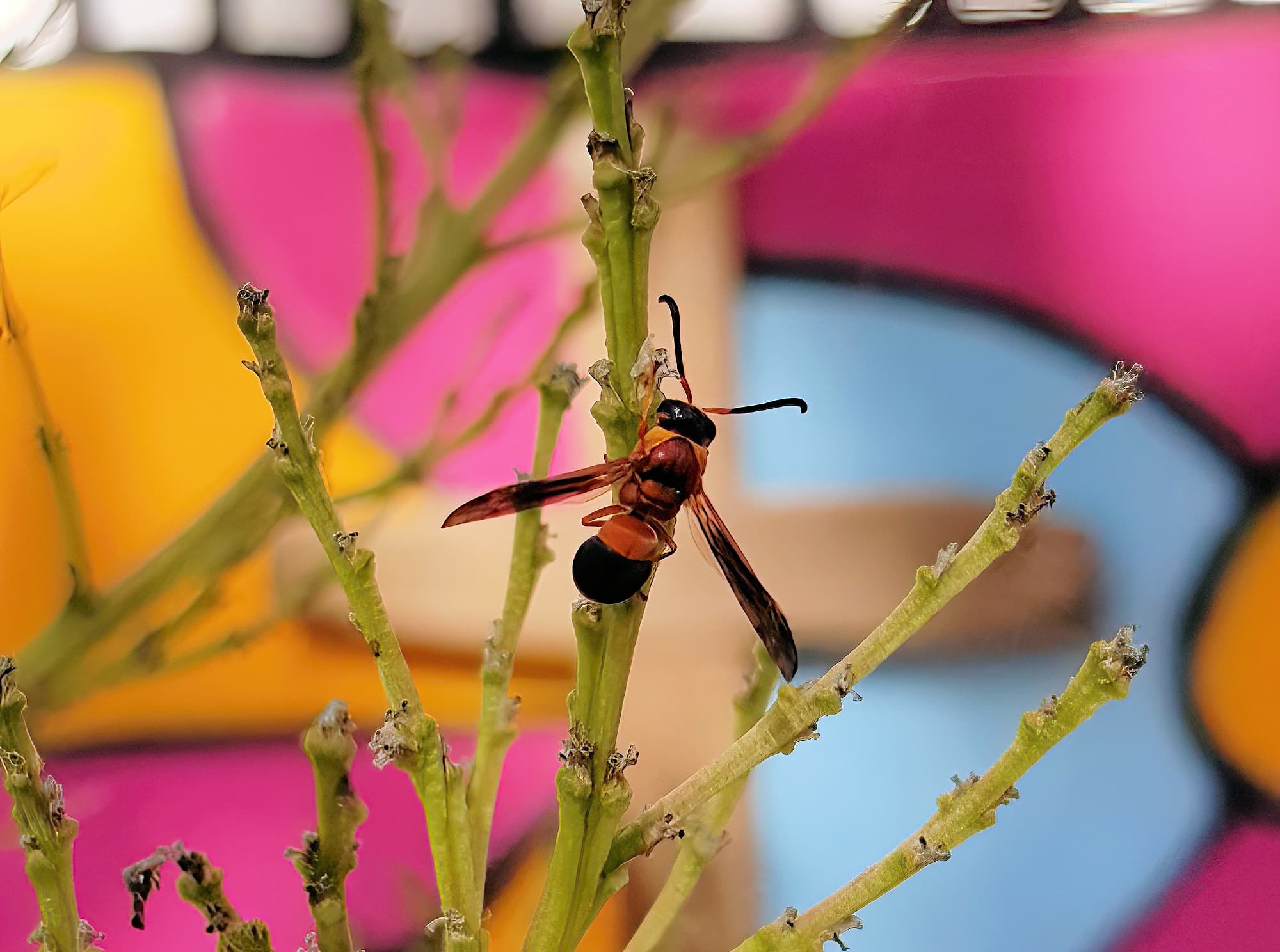 Orange Wasps – Ausemade