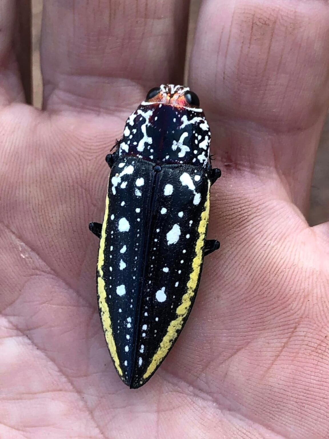 Buprestidae – Ausemade