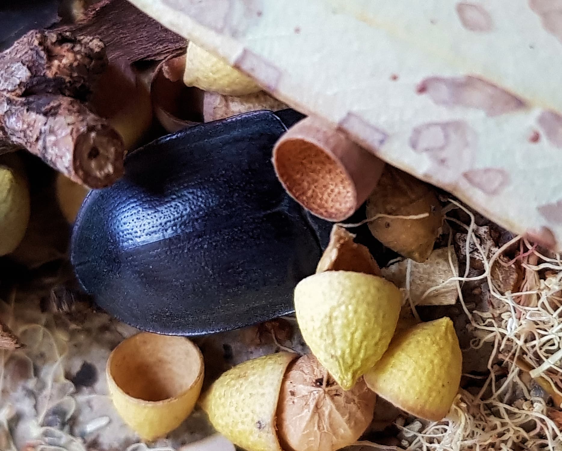 Pterohelaeus sp – Ausemade