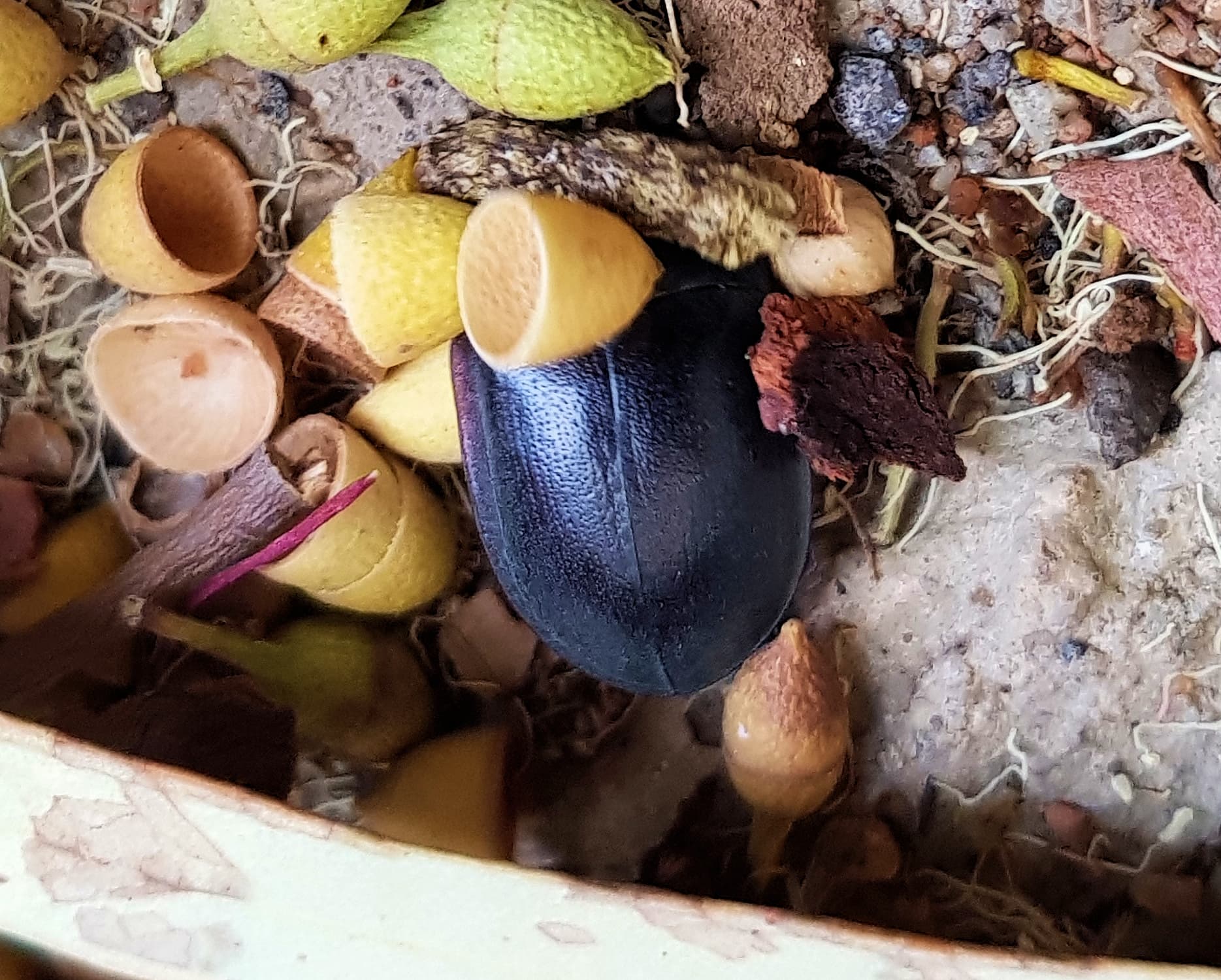 Pterohelaeus sp – Ausemade