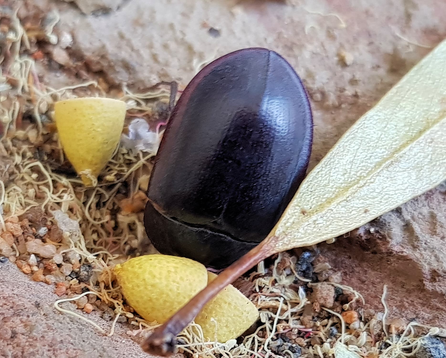 Pterohelaeus sp – Ausemade