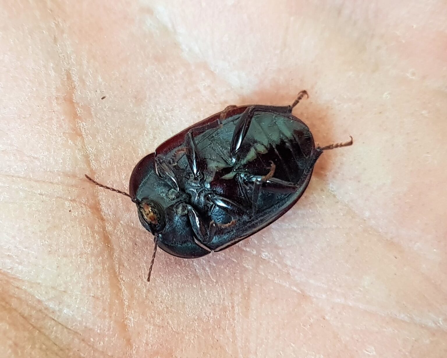 Pterohelaeus sp – Ausemade