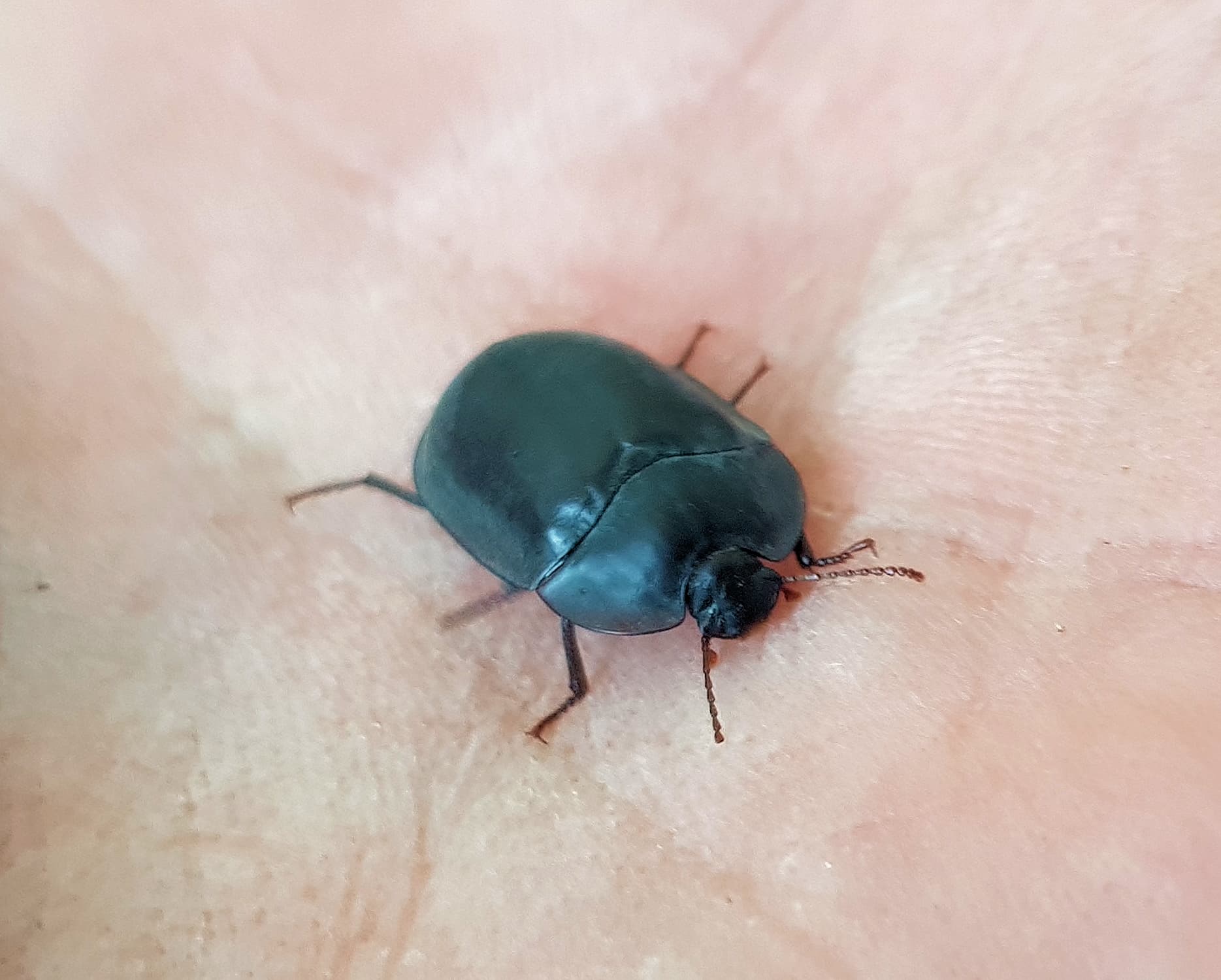 Pterohelaeus sp – Ausemade