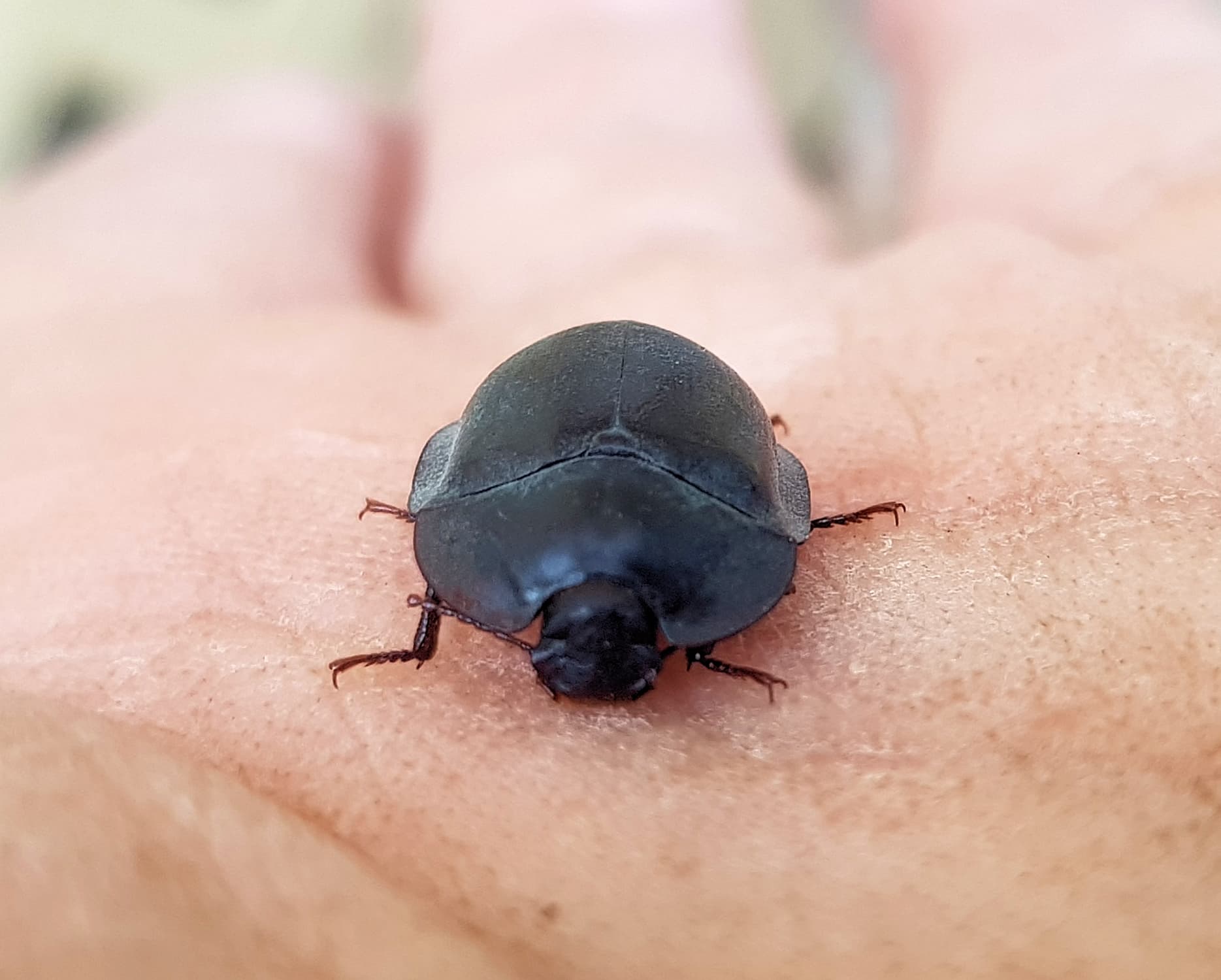 Pterohelaeus sp – Ausemade