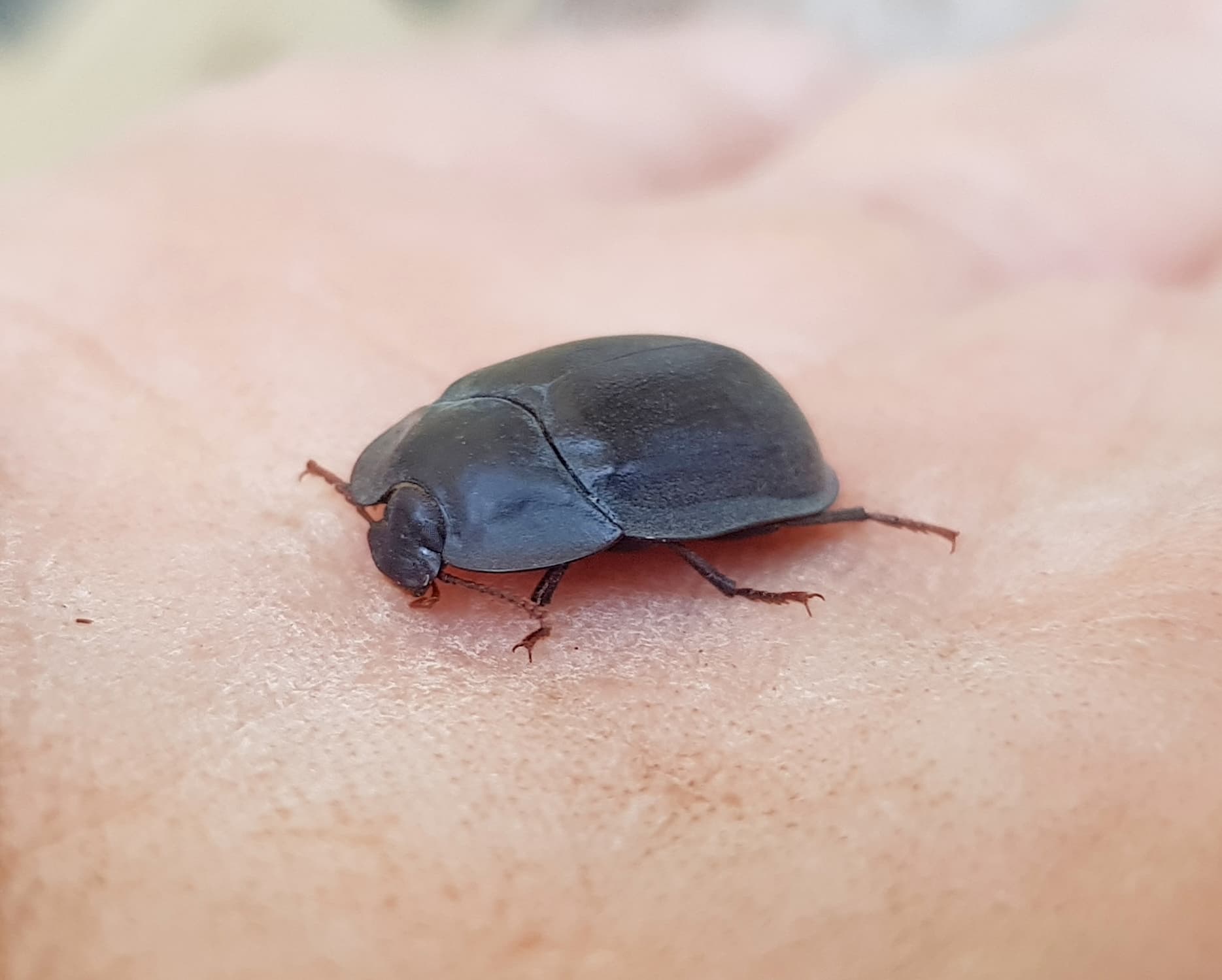 Pterohelaeus sp – Ausemade