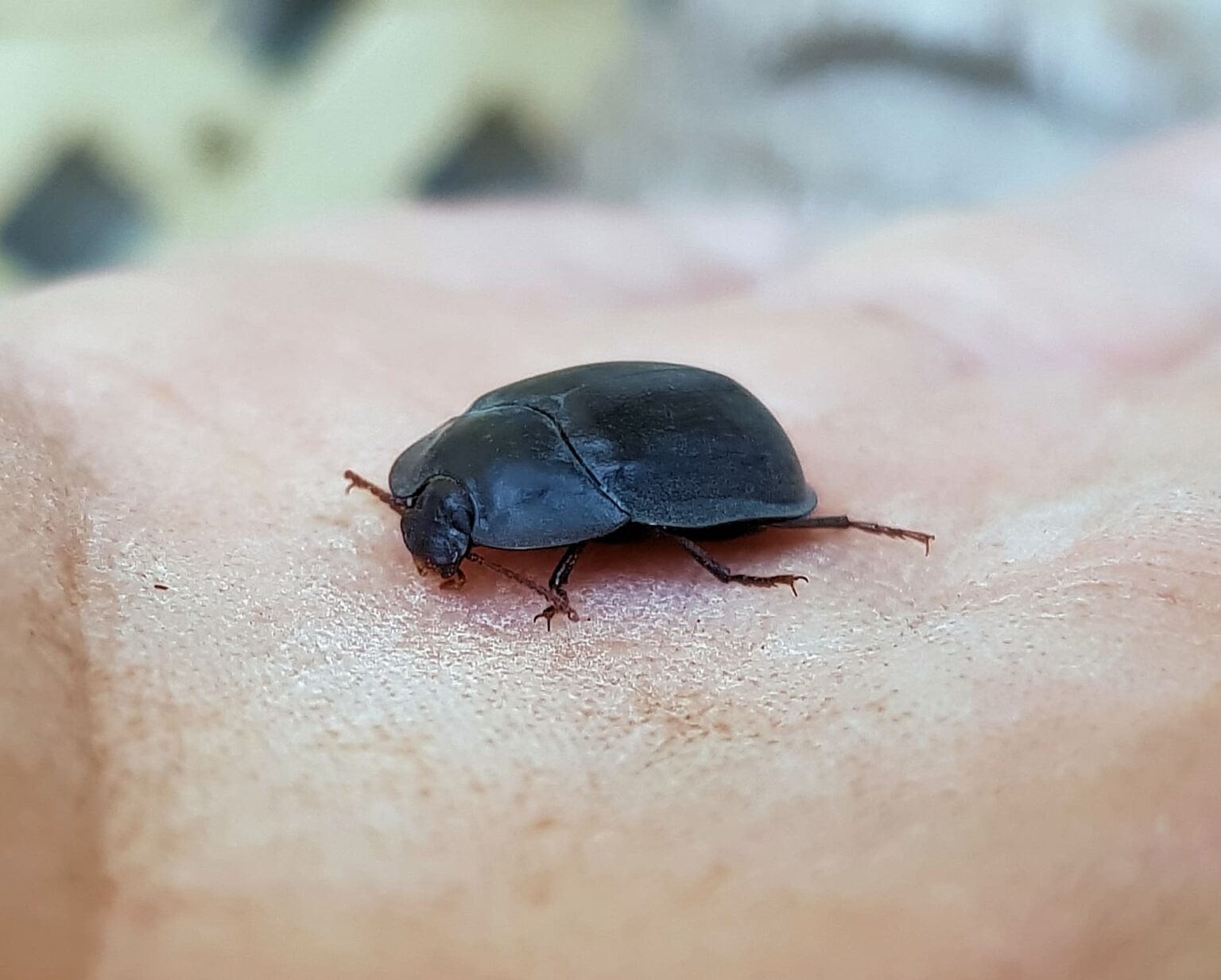 Pterohelaeus sp – Ausemade