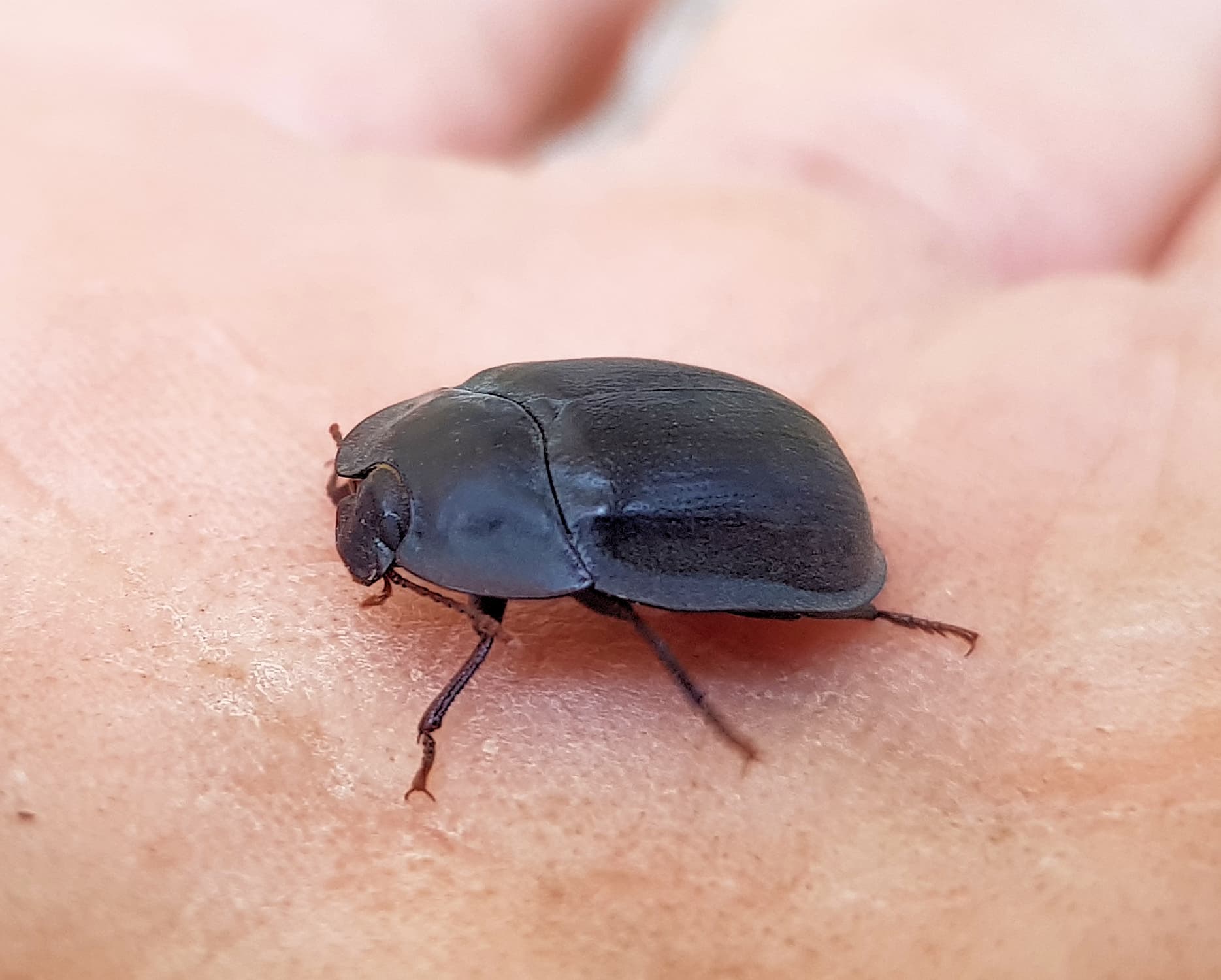 Pterohelaeus sp – Ausemade