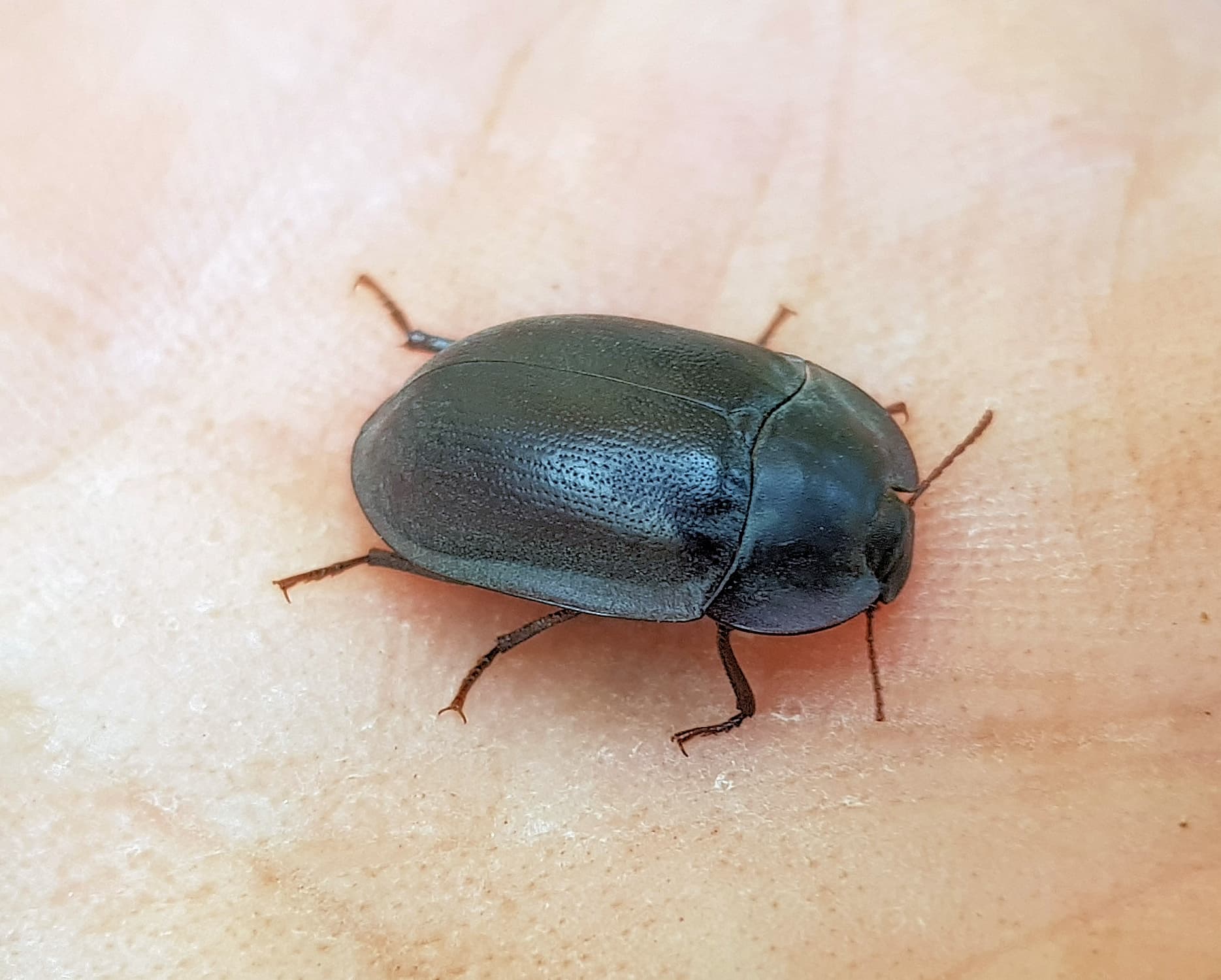 Pterohelaeus sp – Ausemade