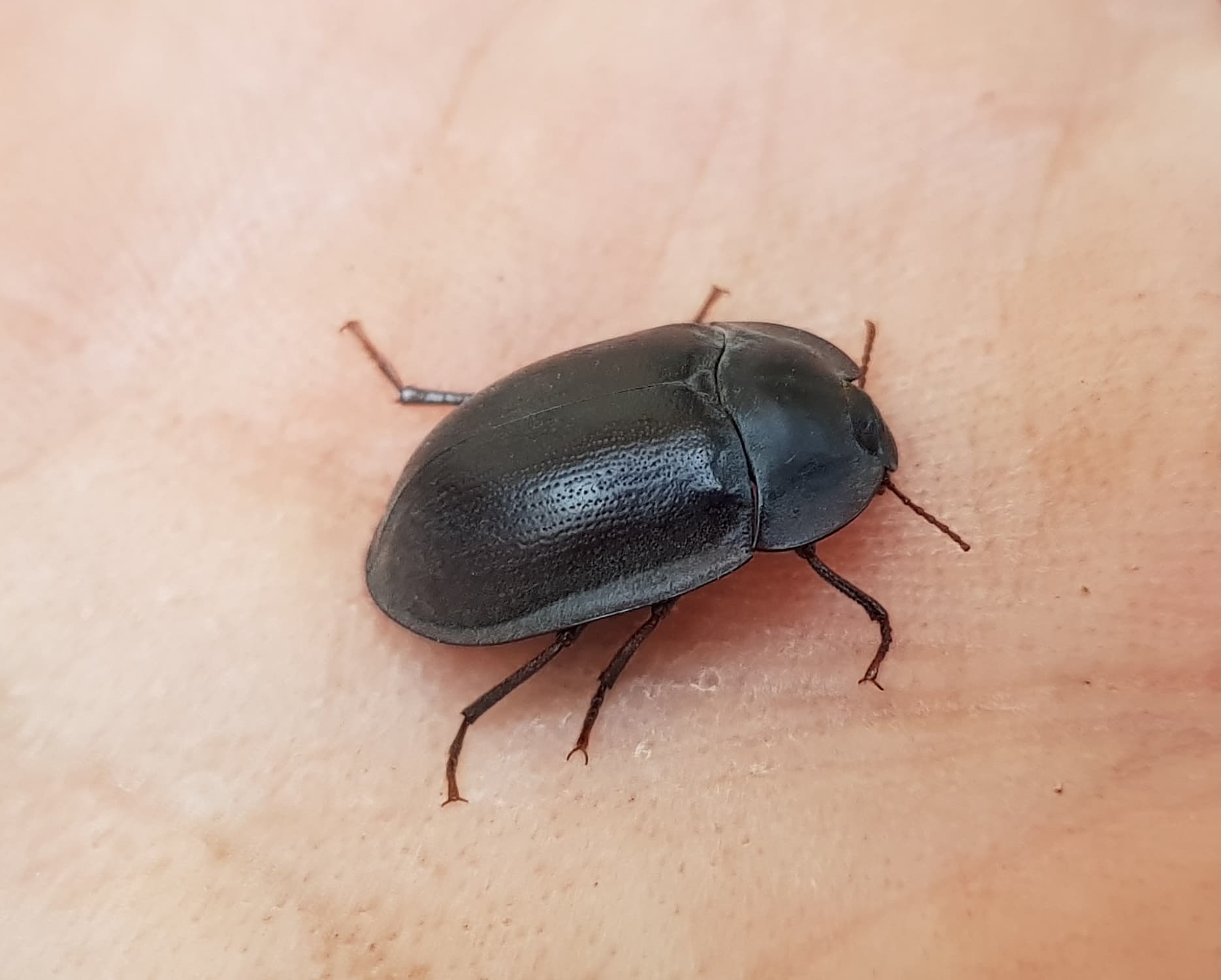 Pterohelaeus sp – Ausemade