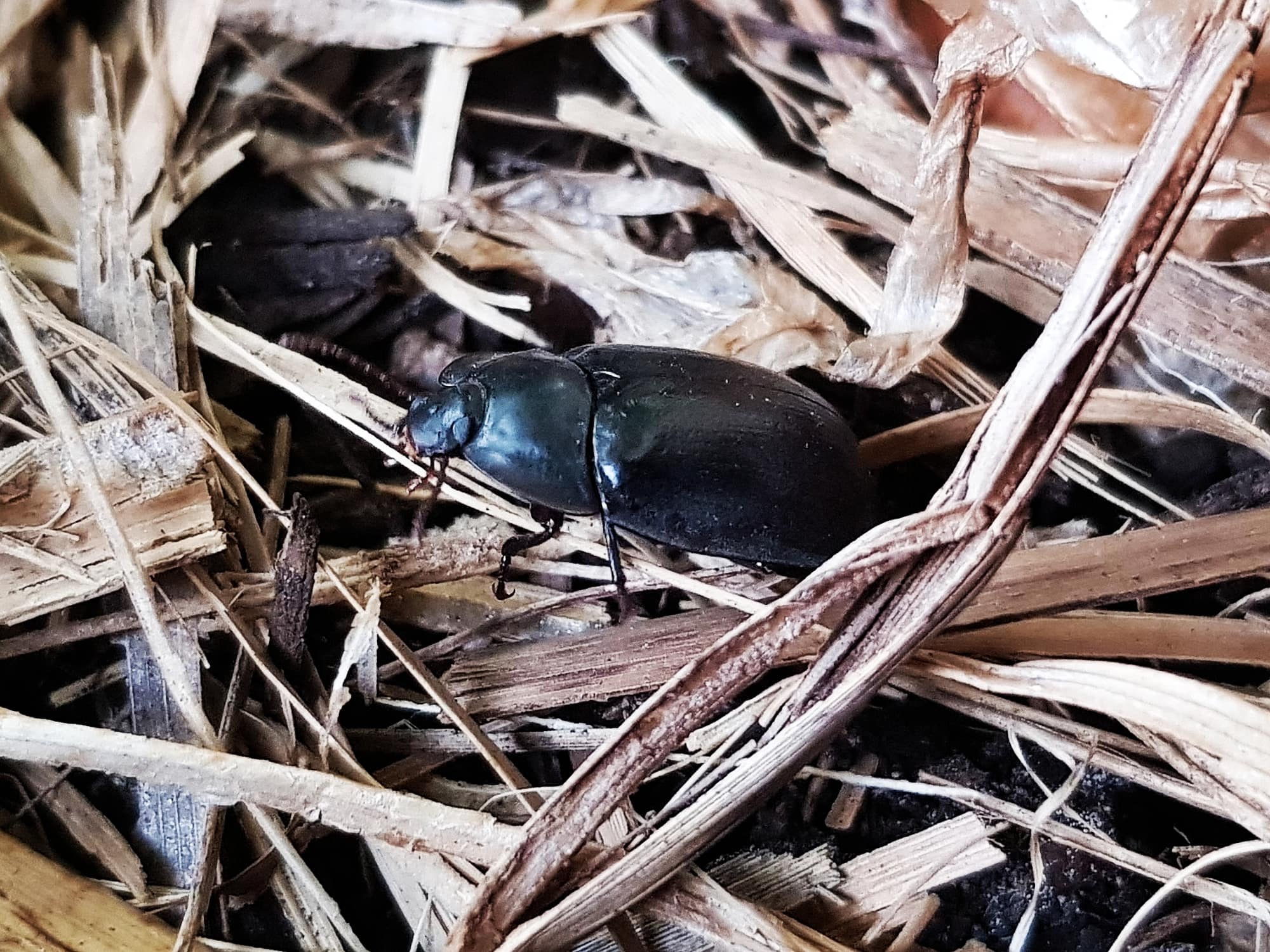 Pterohelaeus sp (Blue Pie-dish Beetles) – Ausemade