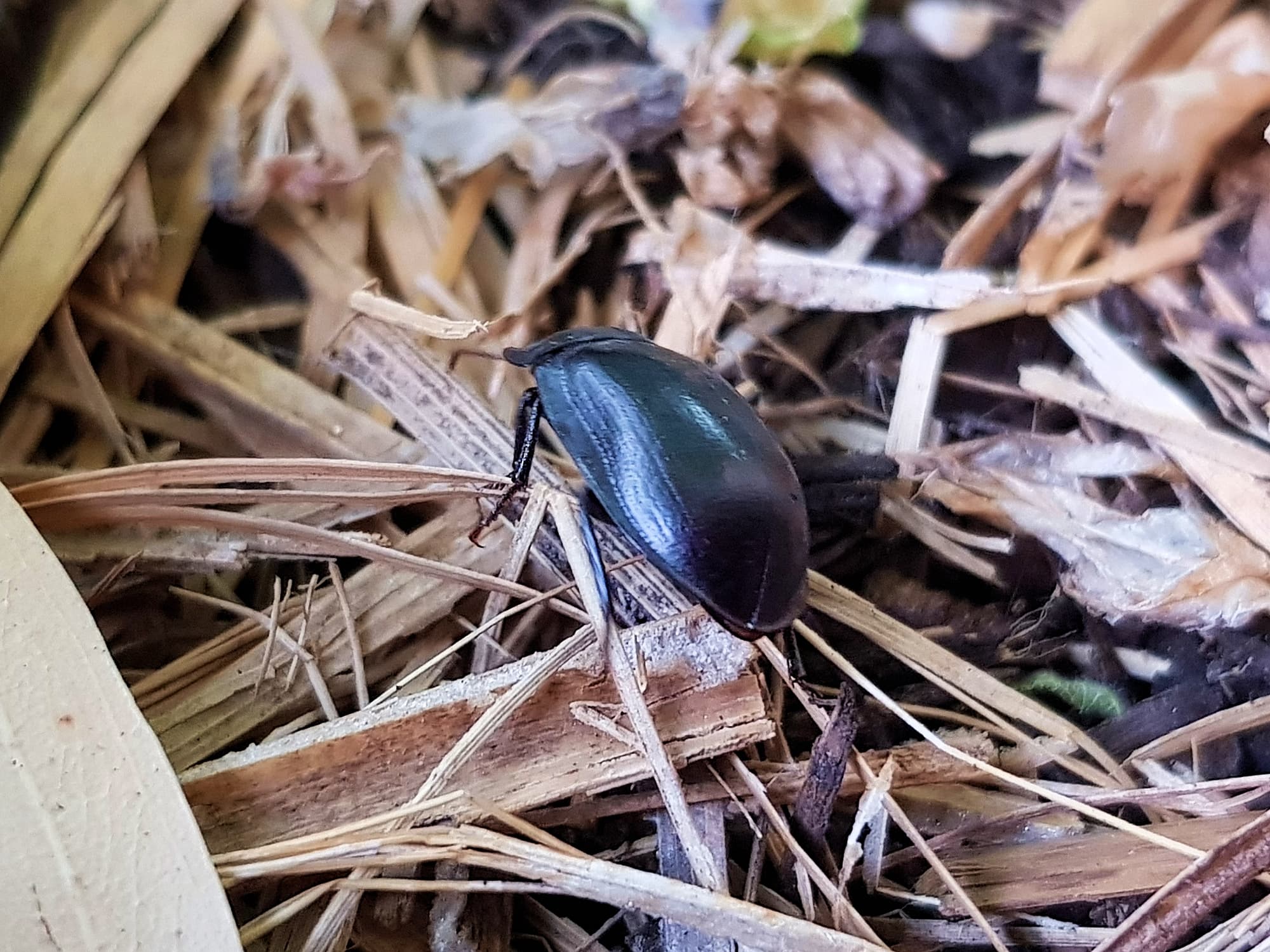 Pterohelaeus sp (Blue Pie-dish Beetles) – Ausemade