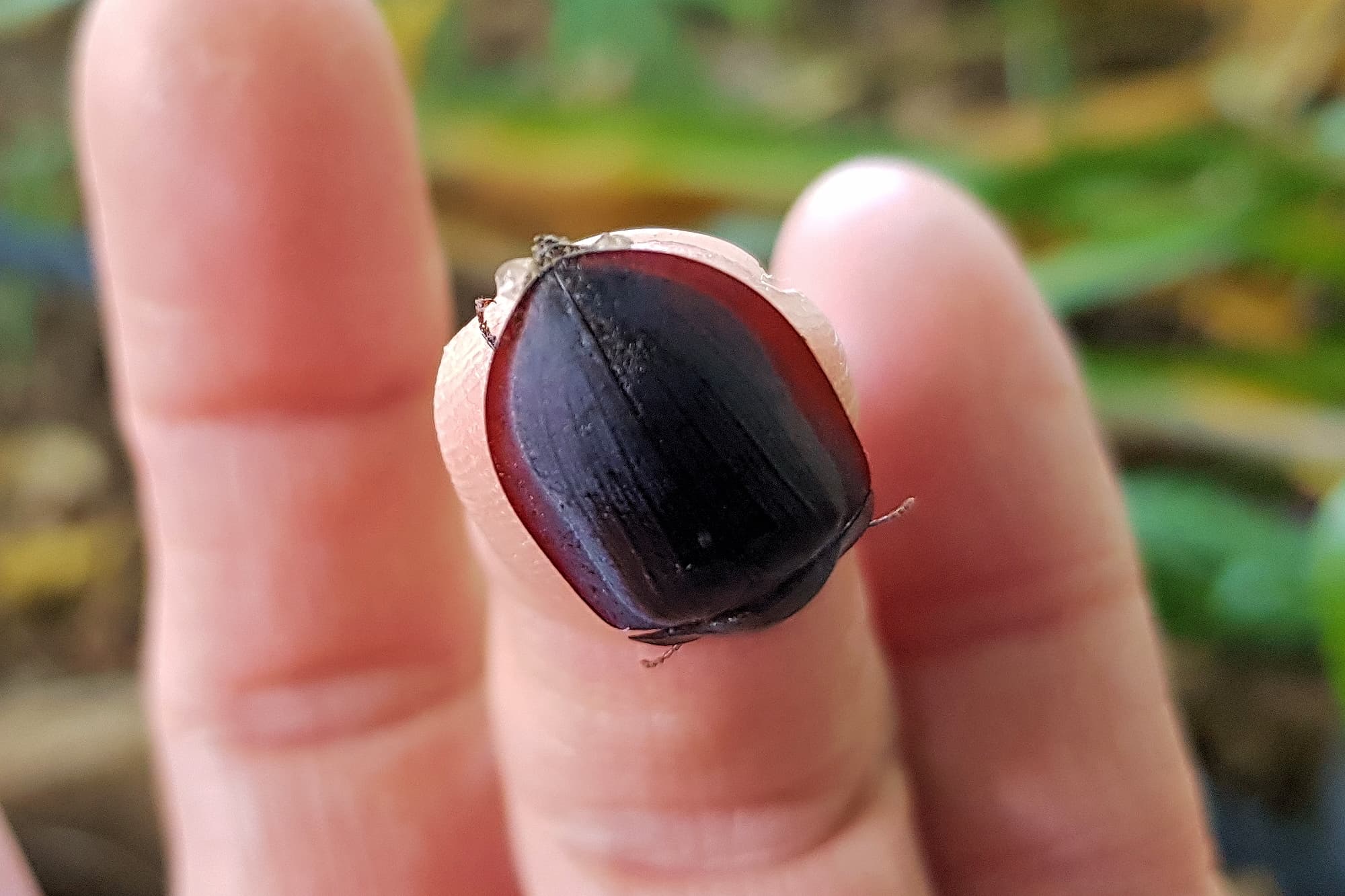 Pterohelaeus sp (Blue Pie-dish Beetles) – Ausemade