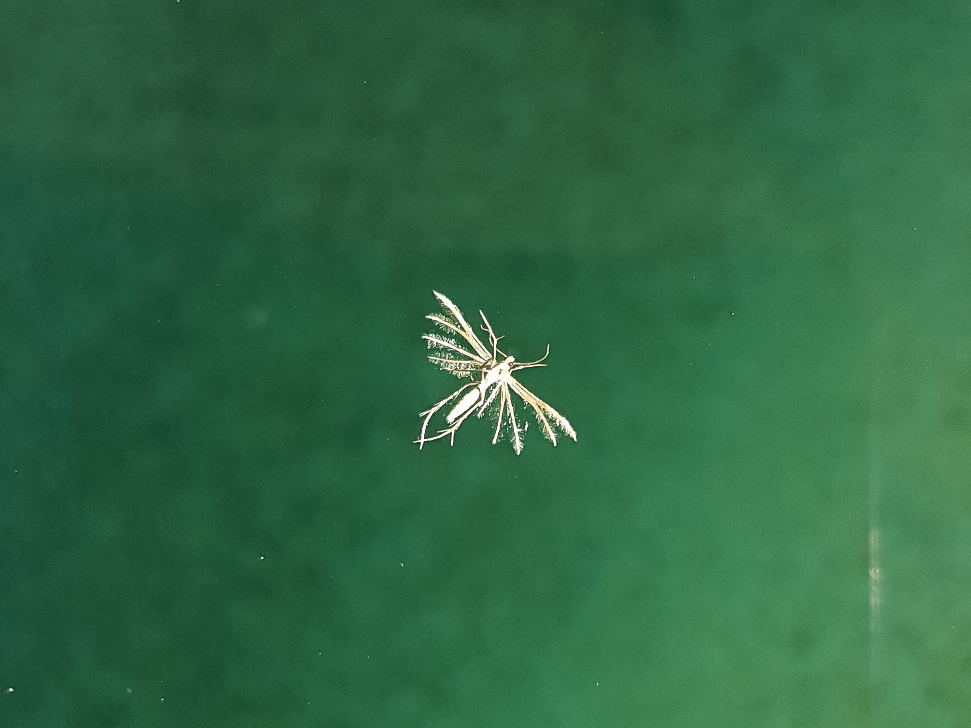 Plume Moth (Pterophoridae) – Ausemade