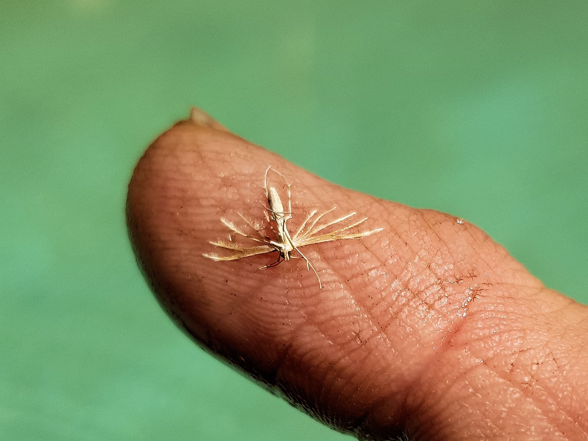 Plume Moth (Pterophoridae) – Ausemade