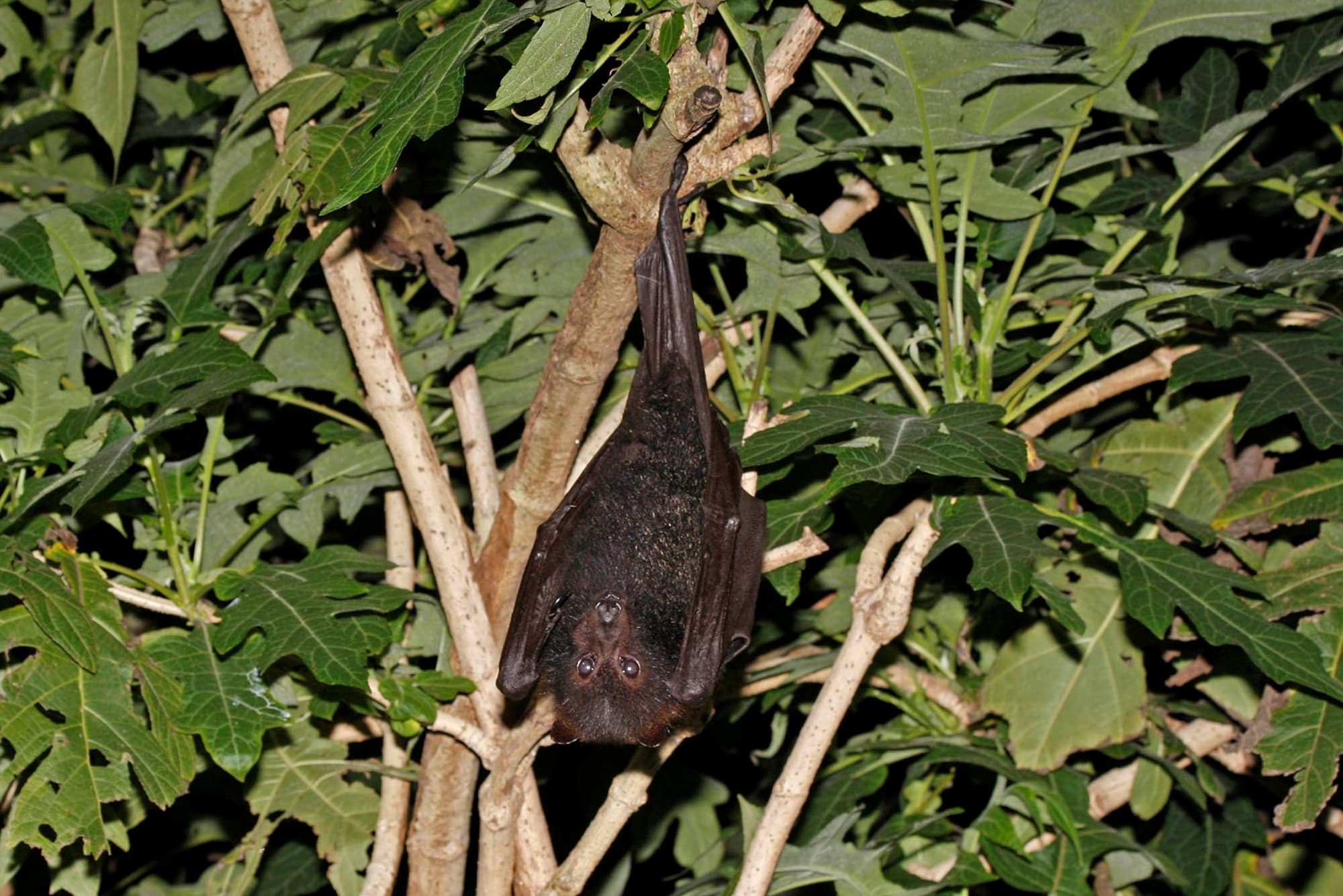 Black Flying-Fox (Pteropus alecto) – Ausemade