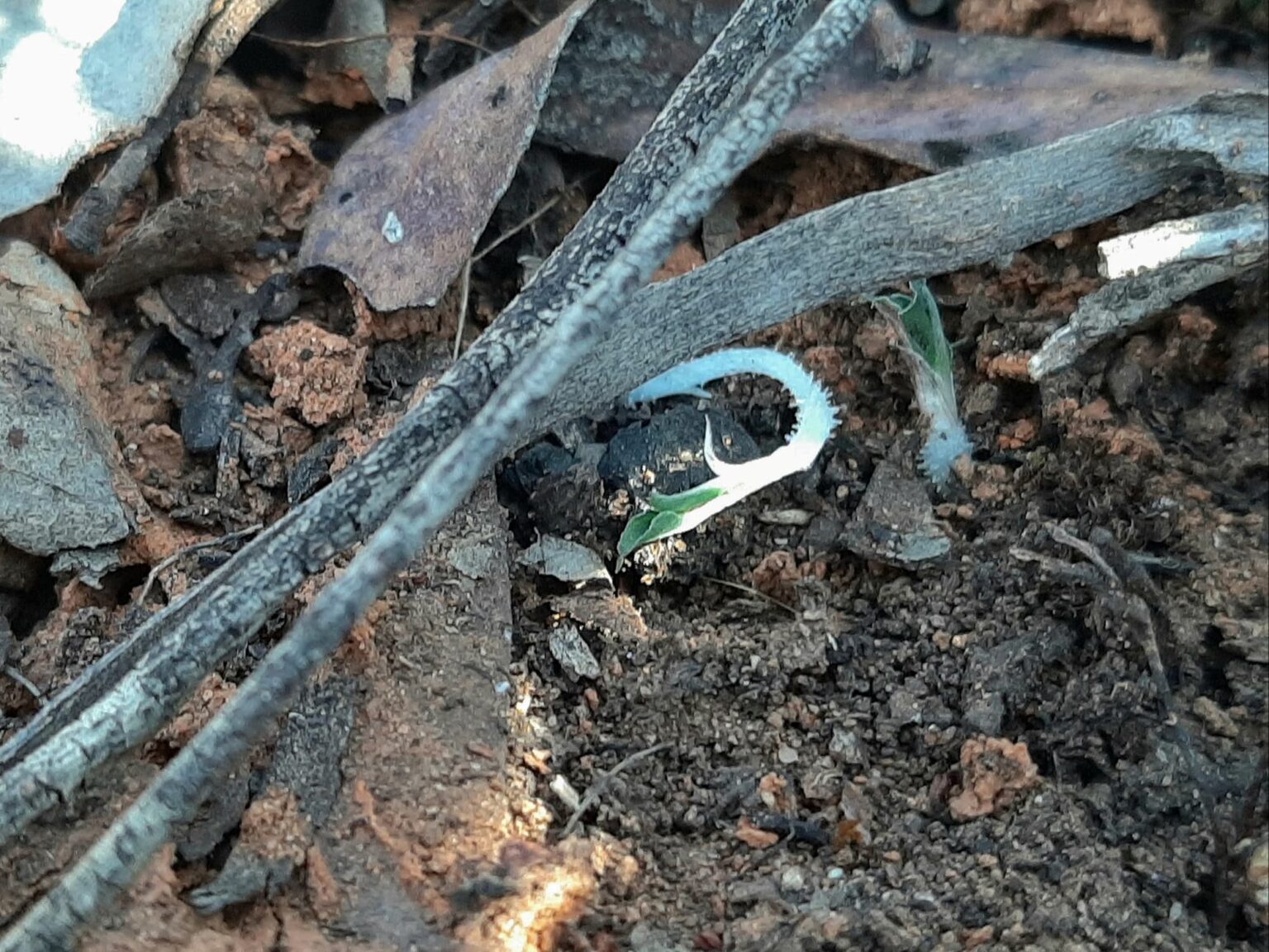 Pterostylis angusta (Narrow-hooded Shell Orchid) – Ausemade