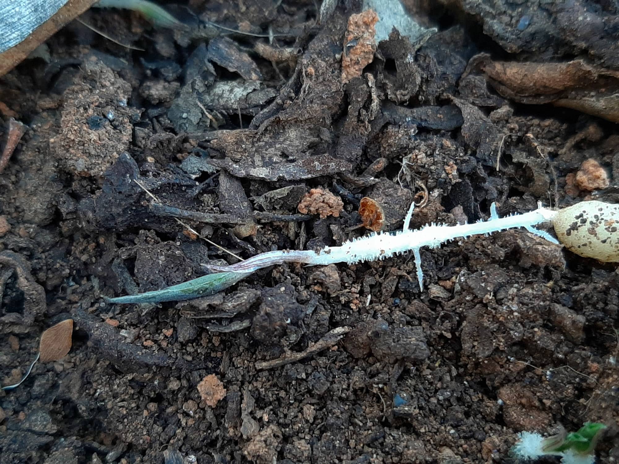 Pterostylis angusta (Narrow-hooded Shell Orchid) – Ausemade