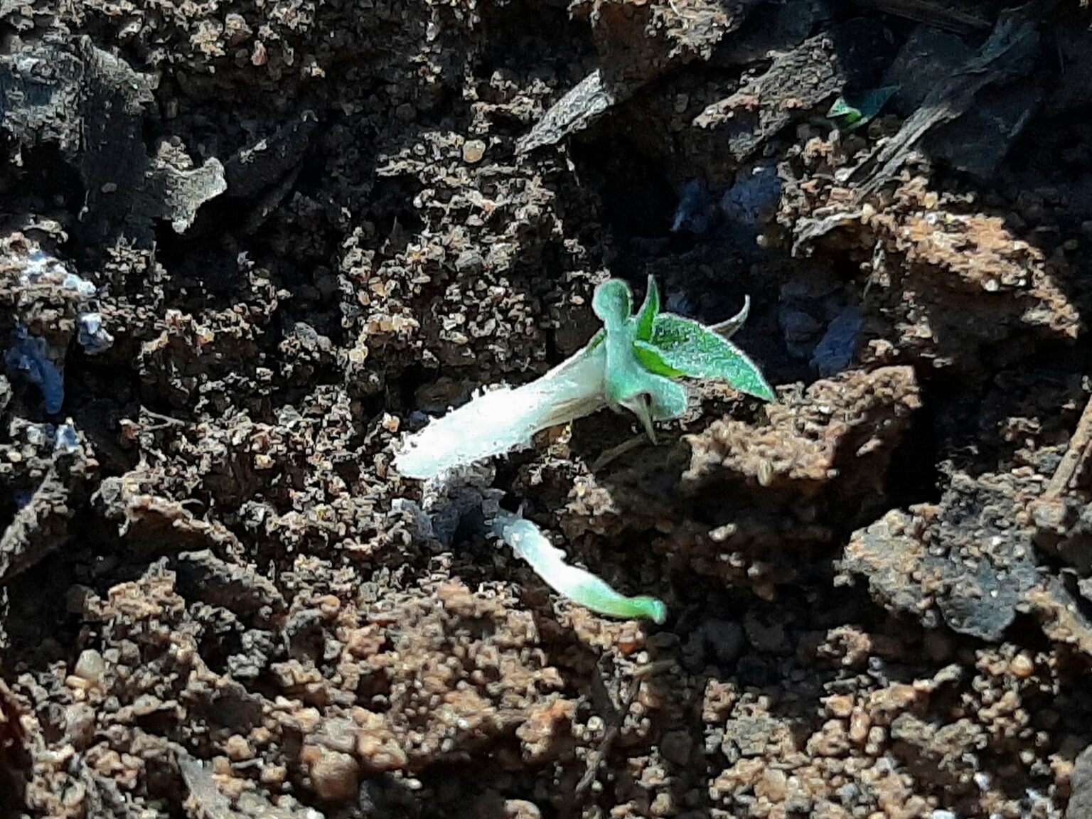 Pterostylis angusta (Narrow-hooded Shell Orchid) – Ausemade