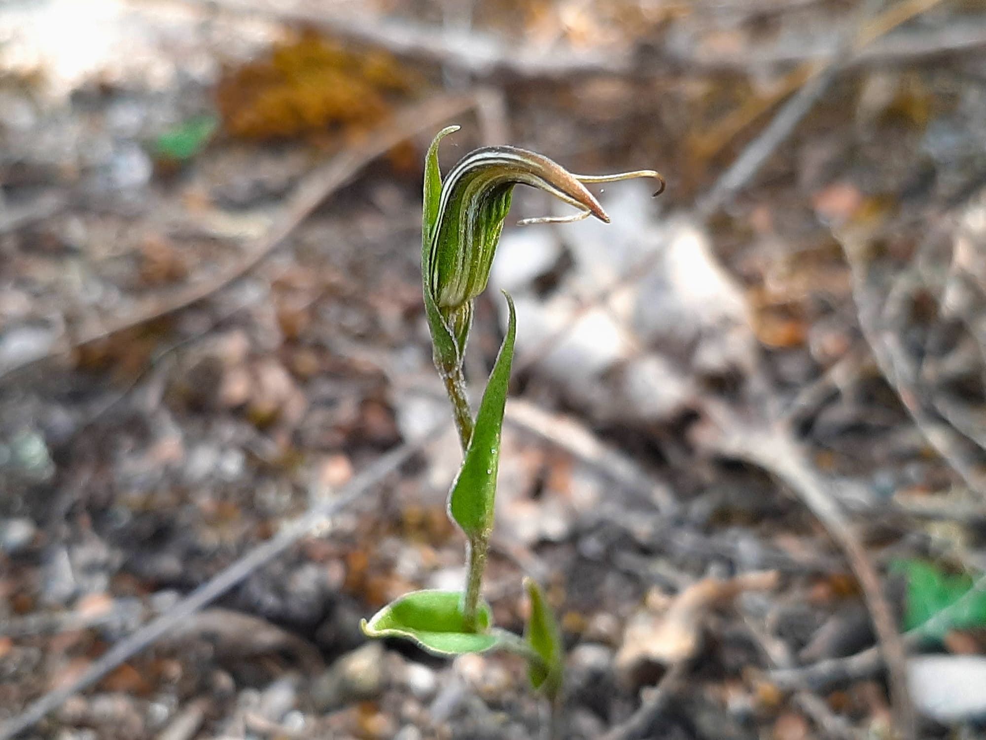 Pterostylis angusta (Narrow-hooded Shell Orchid) – Ausemade