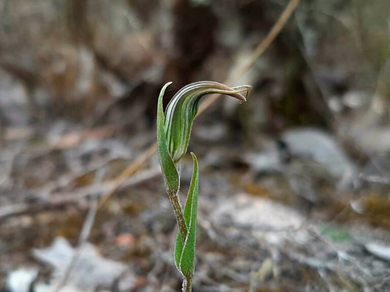 Pterostylis angusta (Narrow-hooded Shell Orchid) – Ausemade