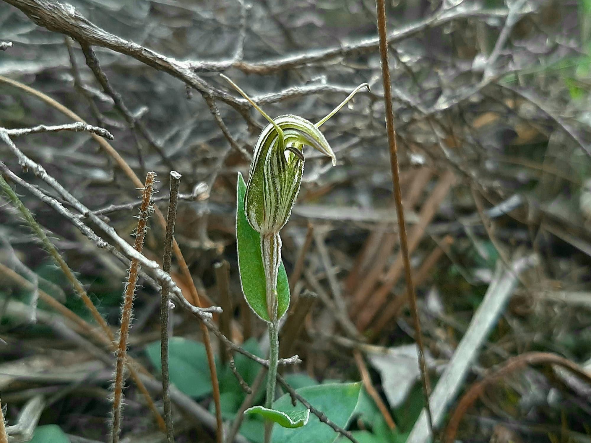 Pterostylis angusta (Narrow-hooded Shell Orchid) – Ausemade