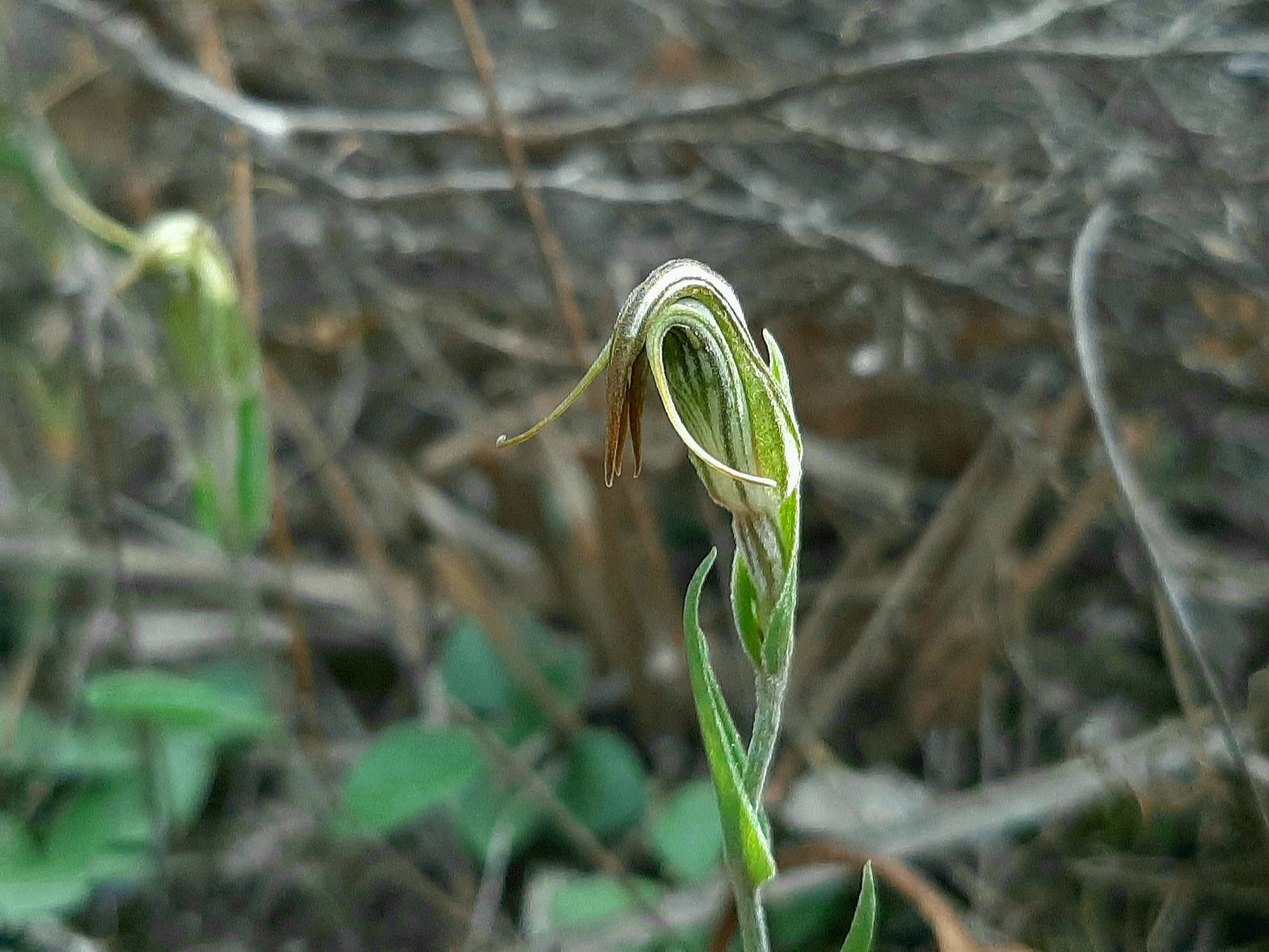 Pterostylis angusta (Narrow-hooded Shell Orchid) – Ausemade