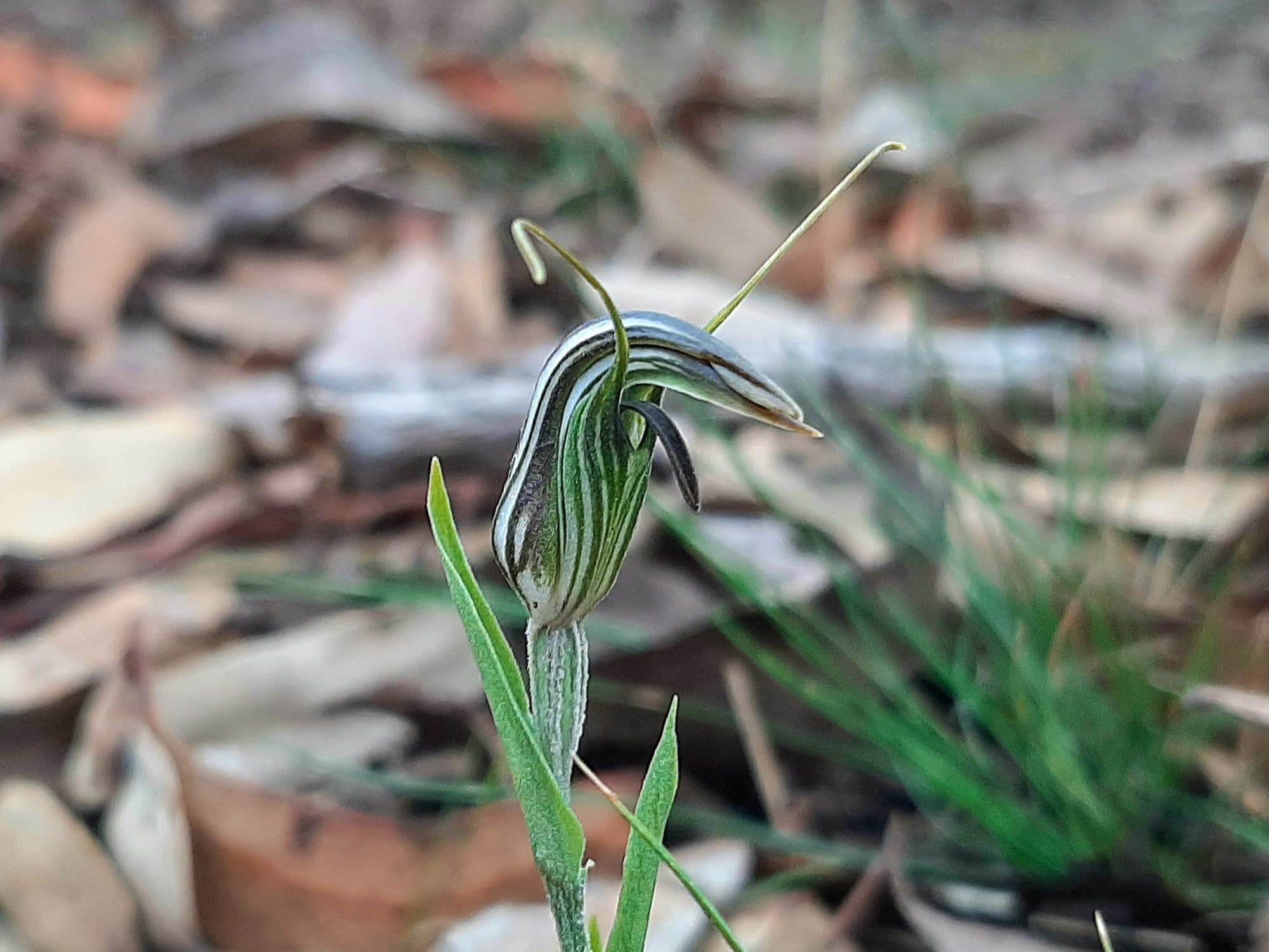Pterostylis angusta (Narrow-hooded Shell Orchid) – Ausemade