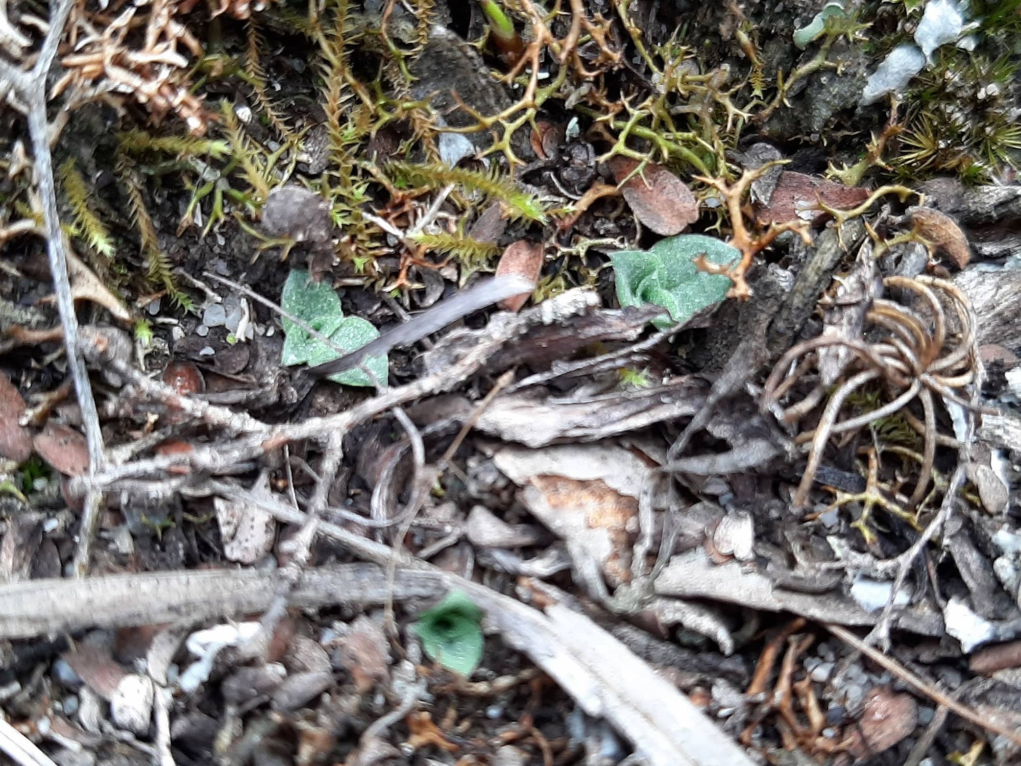 Pterostylis angusta (Narrow-hooded Shell Orchid) – Ausemade