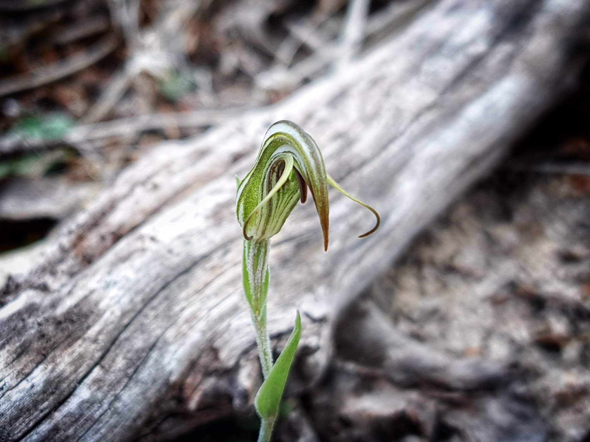 Pterostylis angusta (Narrow-hooded Shell Orchid) – Ausemade