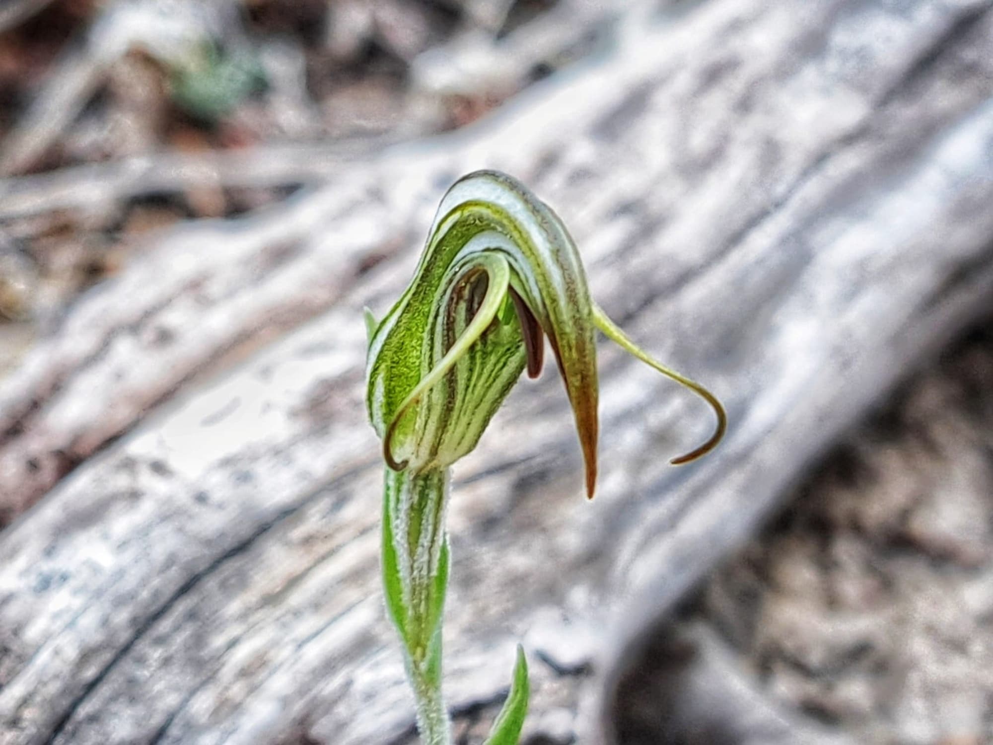 Pterostylis angusta (Narrow-hooded Shell Orchid) – Ausemade