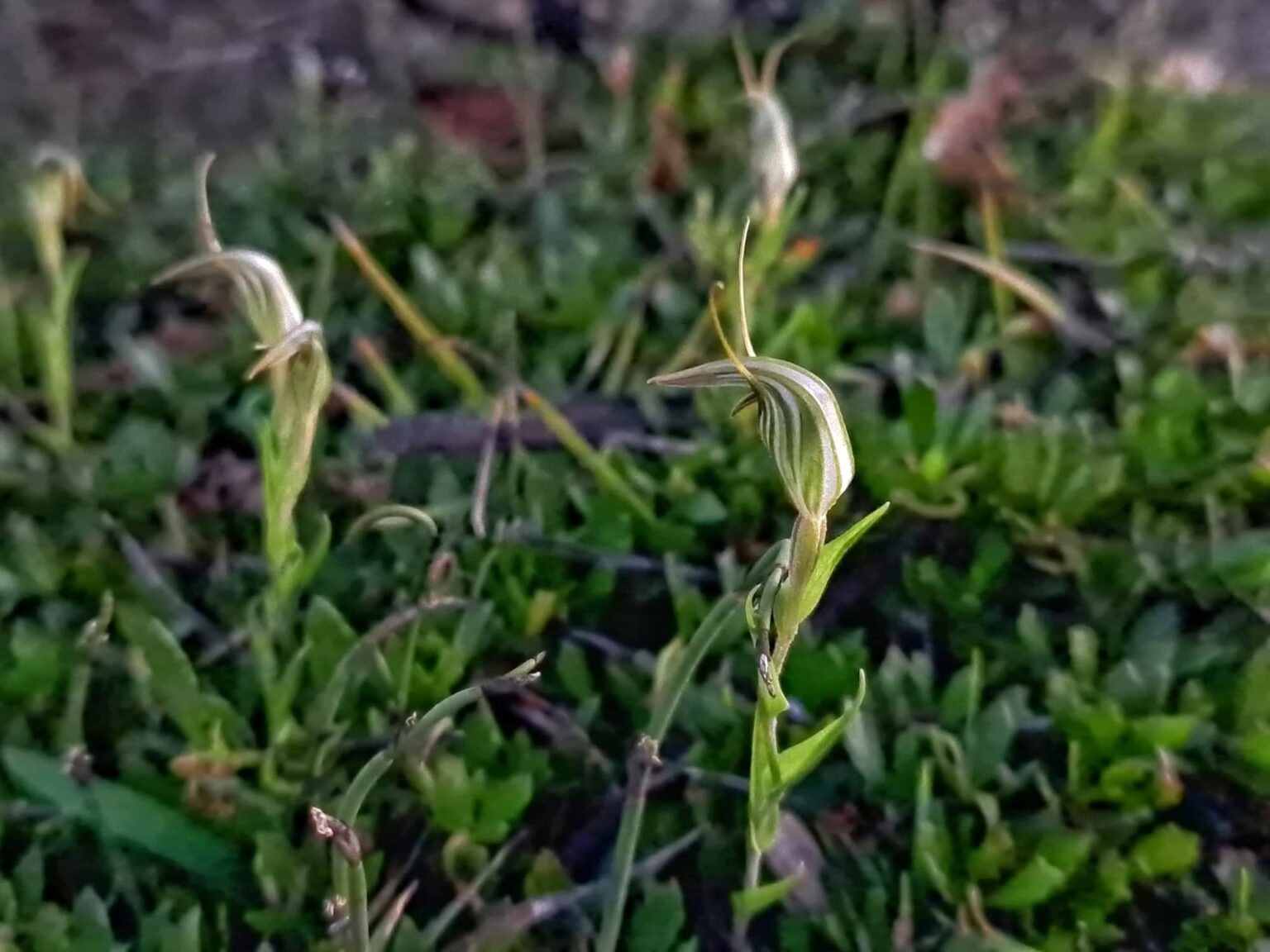 Pterostylis angusta (Narrow-hooded Shell Orchid) – Ausemade
