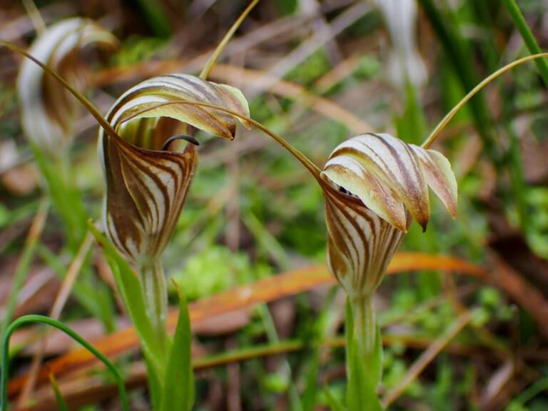 Pterostylis hamiltonii (Red-veined Shell Orchid) – Ausemade