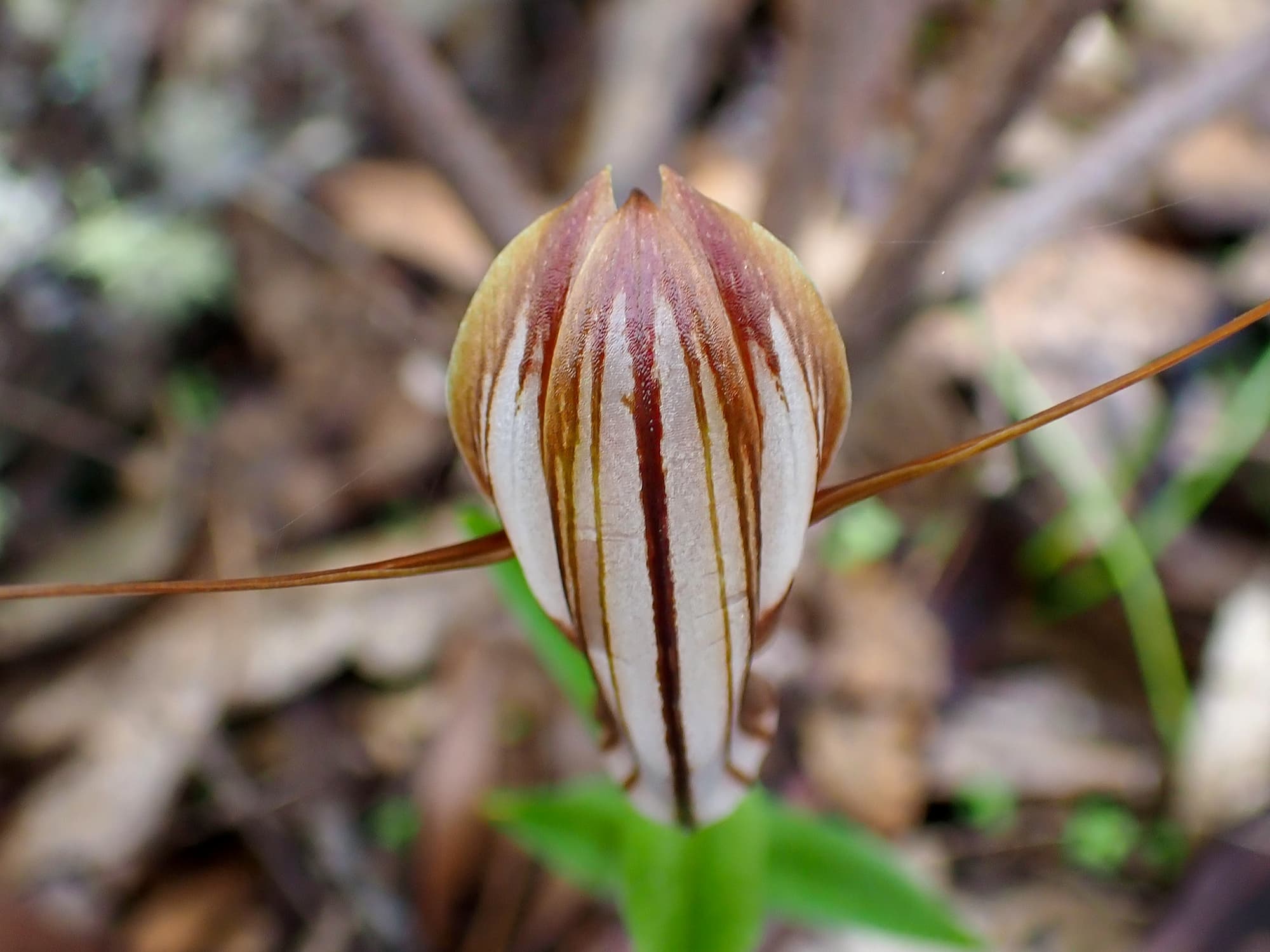 Pterostylis hamiltonii (Red-veined Shell Orchid) – Ausemade