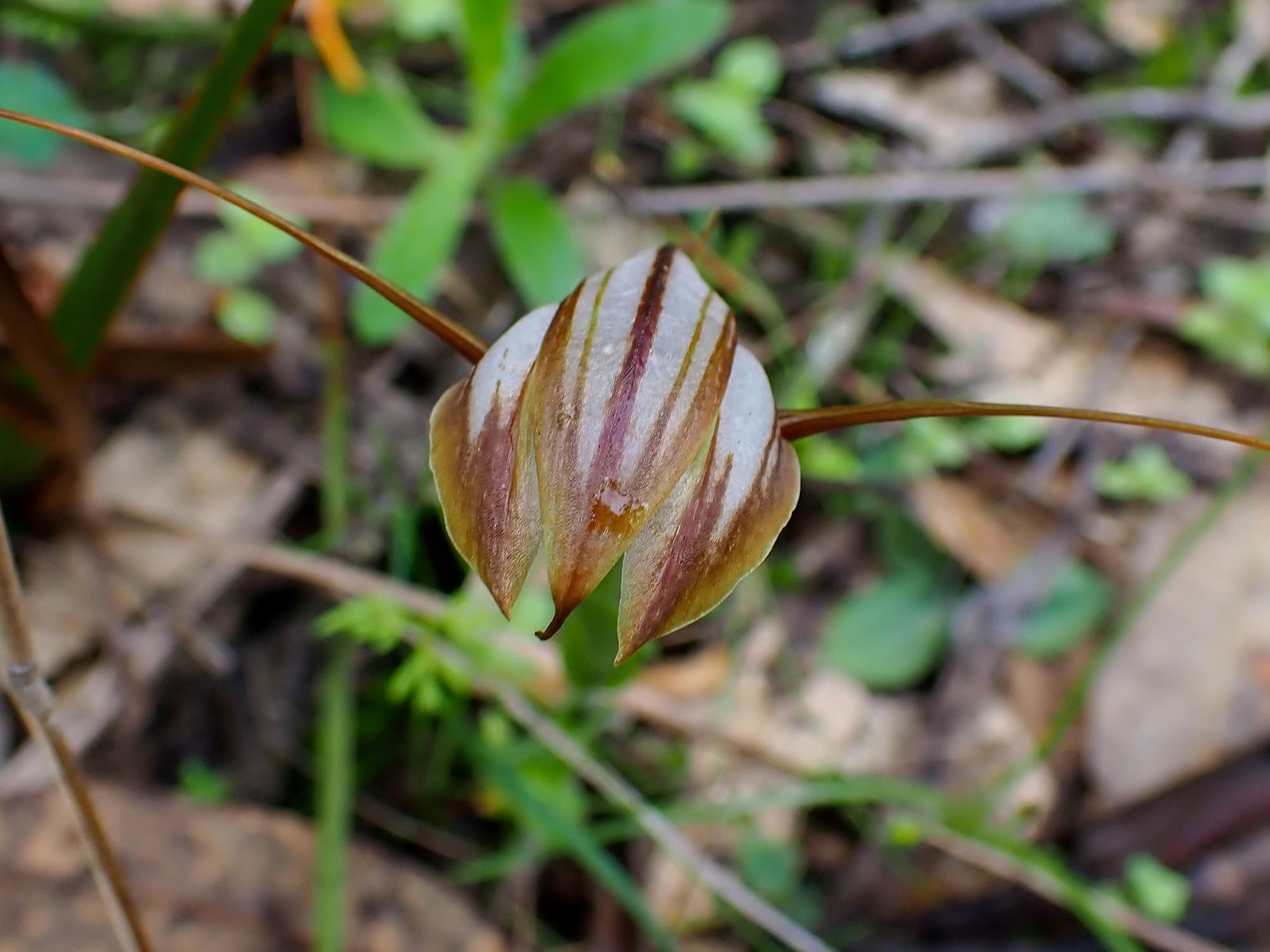 Pterostylis hamiltonii (Red-veined Shell Orchid) – Ausemade