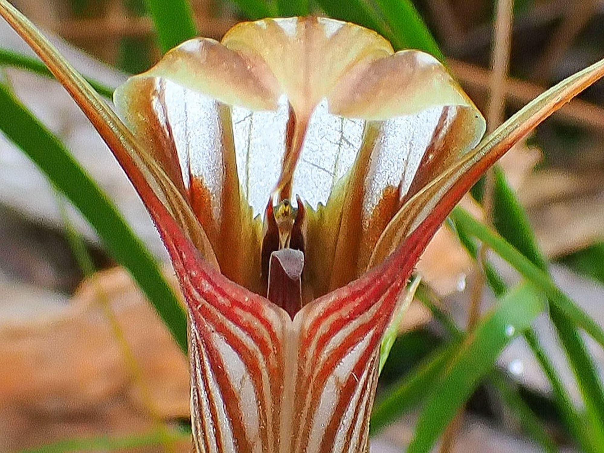 Pterostylis hamiltonii (Red-veined Shell Orchid) – Ausemade