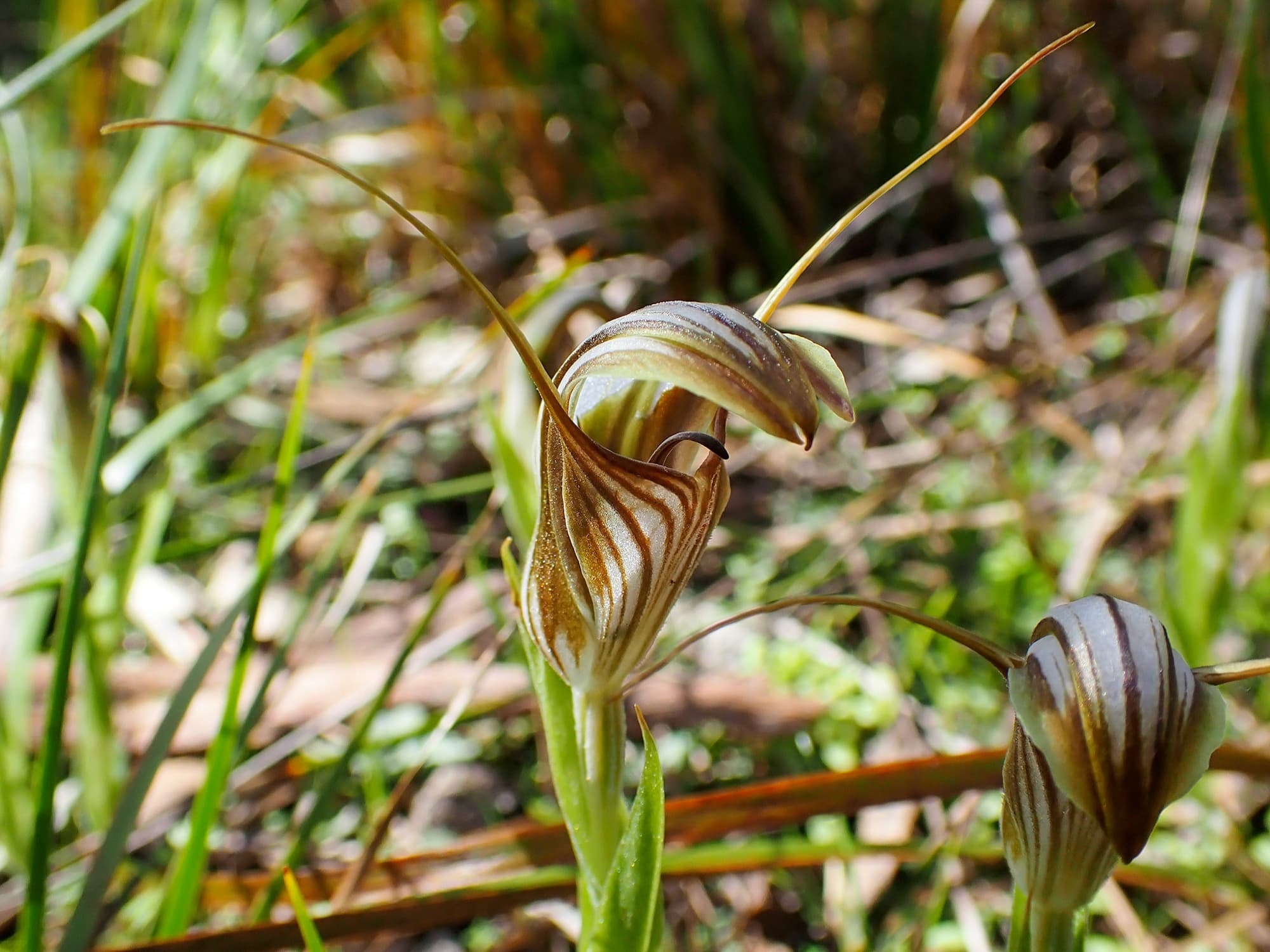 Pterostylis hamiltonii (Red-veined Shell Orchid) – Ausemade