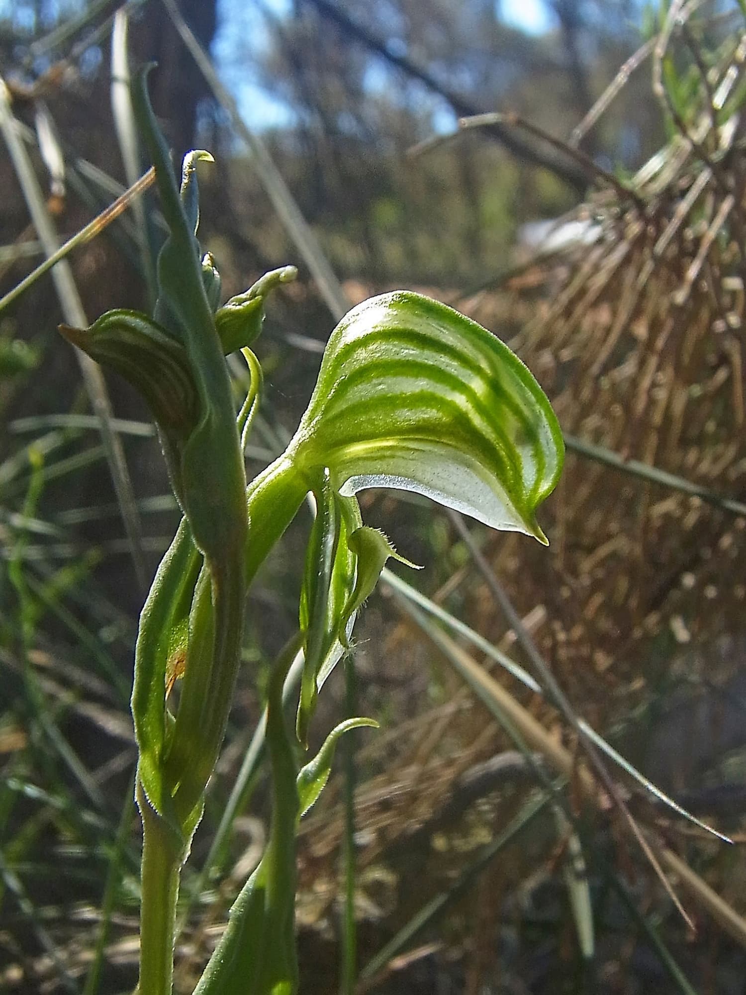 Pterostylis vittata (Banded Greenhood Orchid) – Ausemade