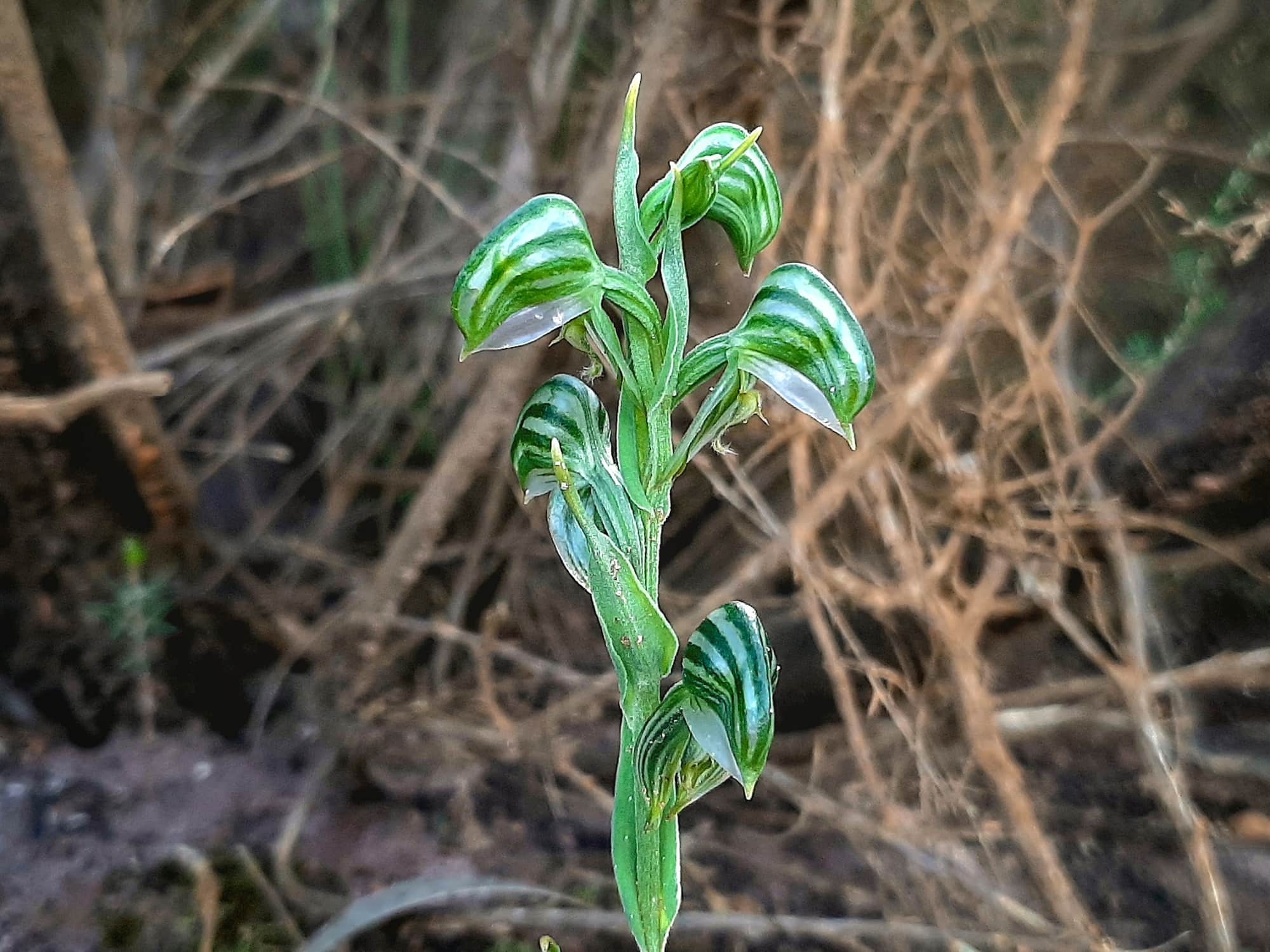 Pterostylis vittata (Banded Greenhood Orchid) – Ausemade