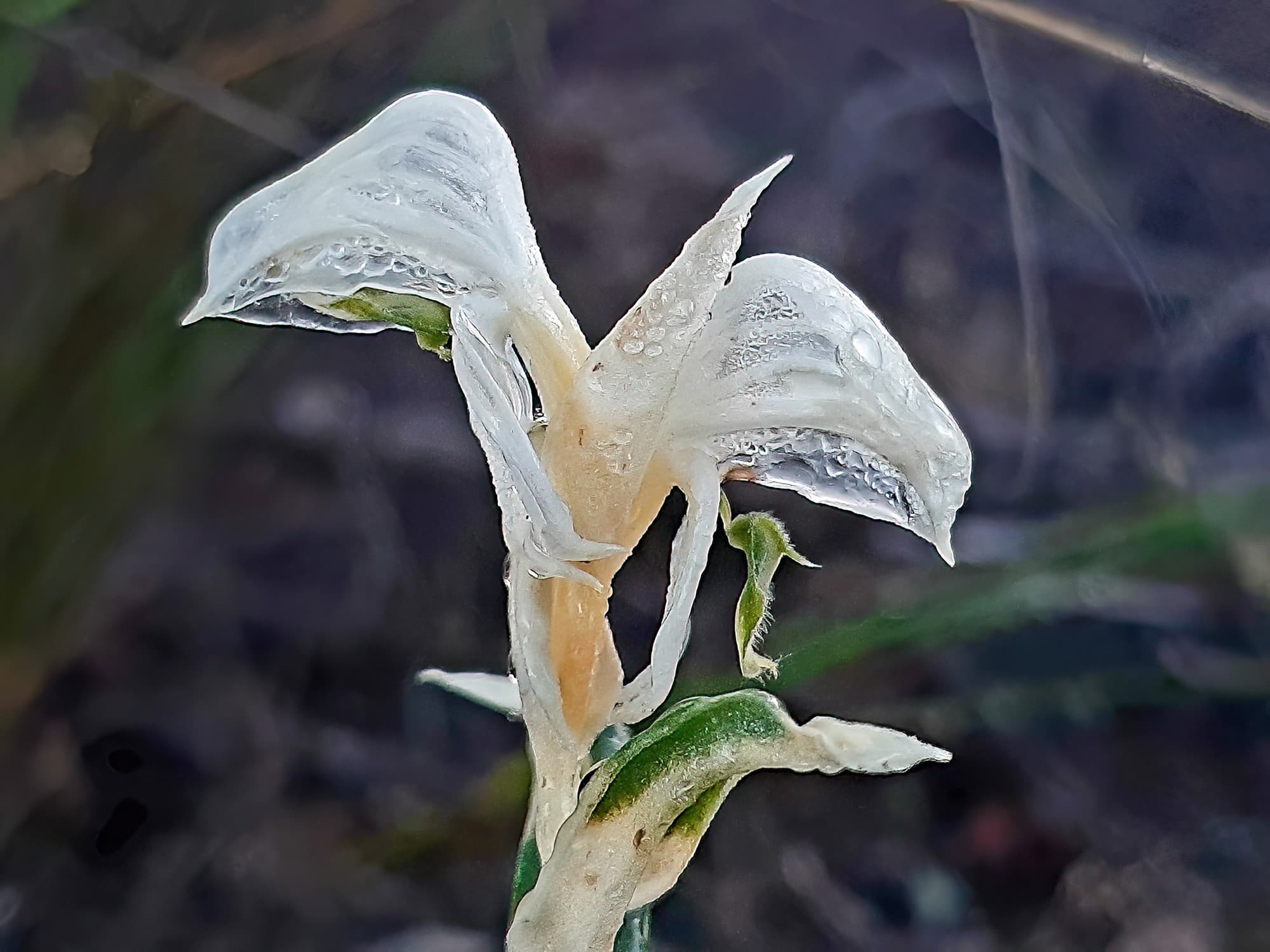 Pterostylis vittata (Banded Greenhood Orchid) – Ausemade
