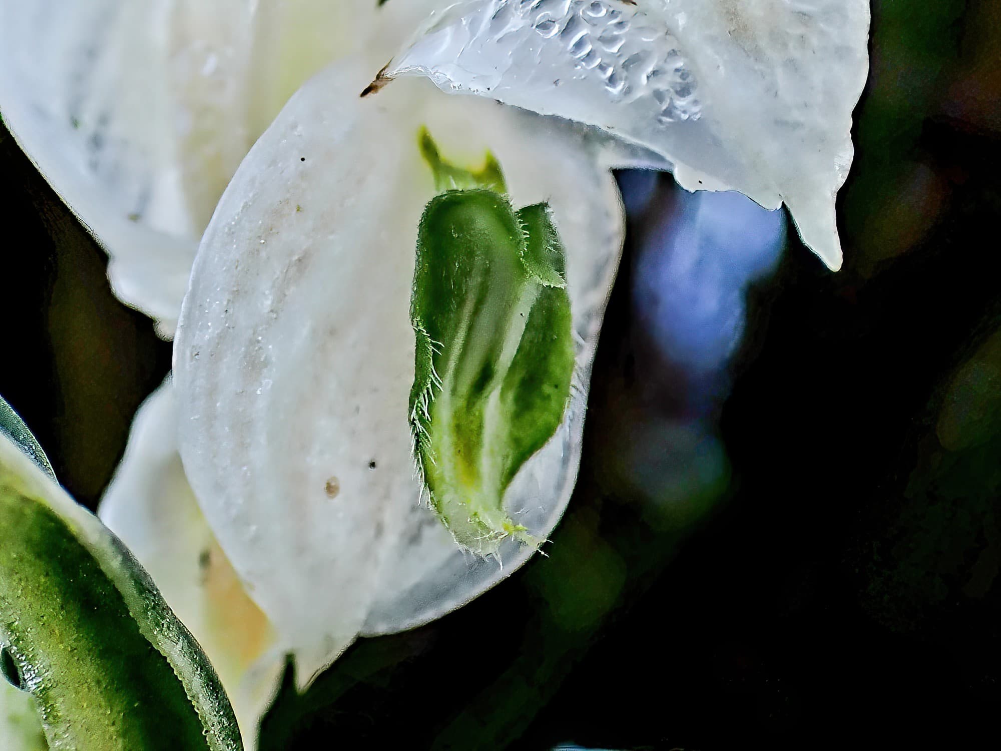 Pterostylis vittata (Banded Greenhood Orchid) – Ausemade