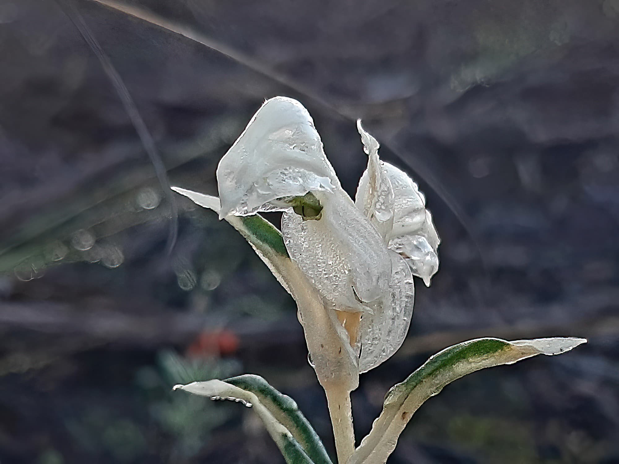 Pterostylis vittata (Banded Greenhood Orchid) – Ausemade