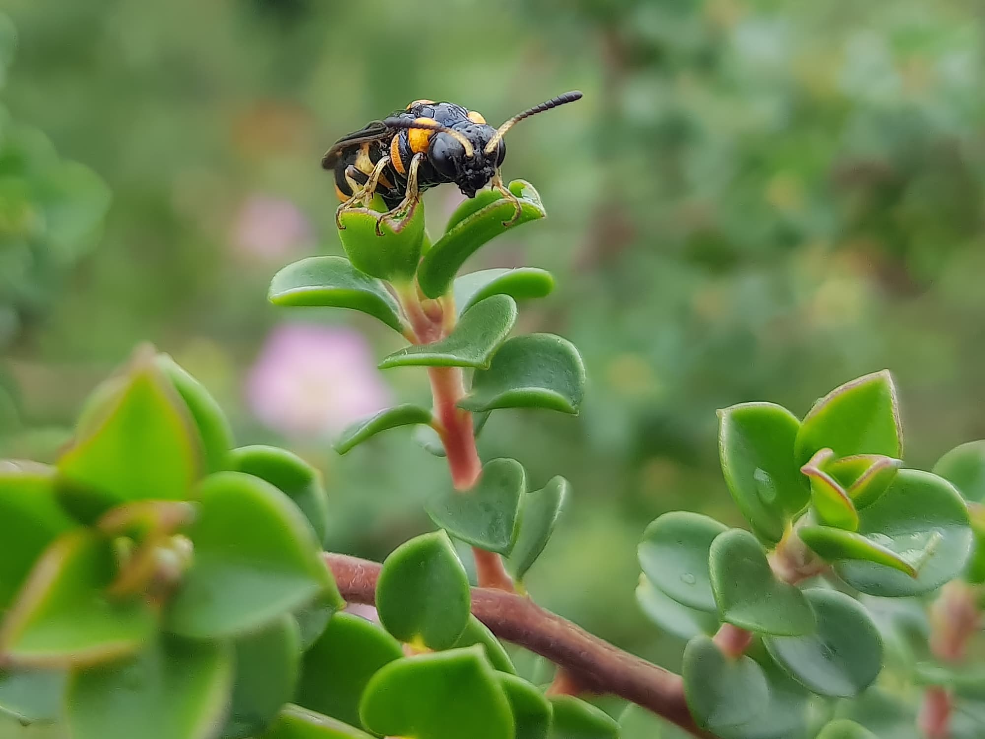 Bottlebrush Sawfly (Pterygophorus cinctus) – Ausemade