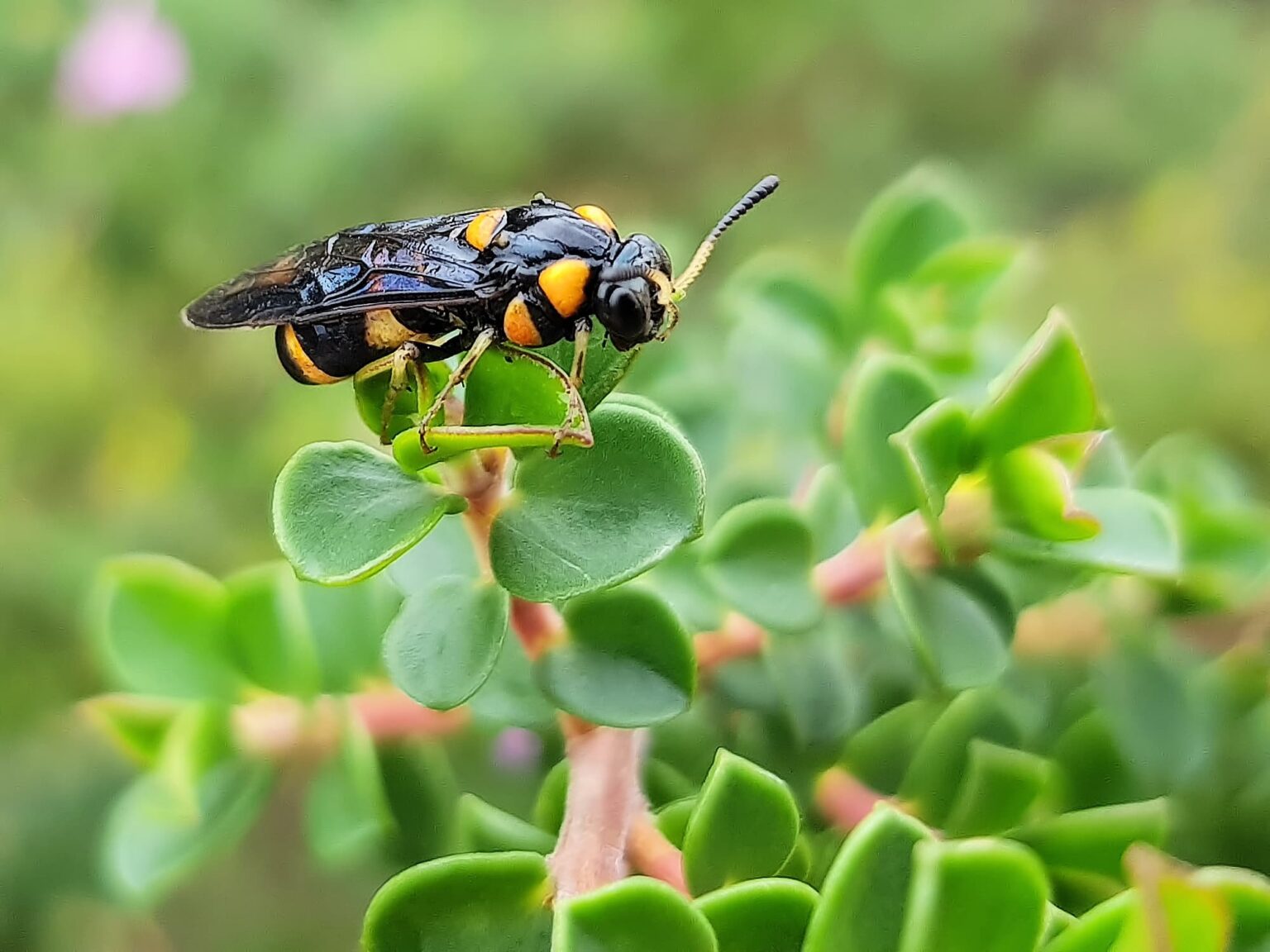 Bottlebrush Sawfly (Pterygophorus cinctus) – Ausemade