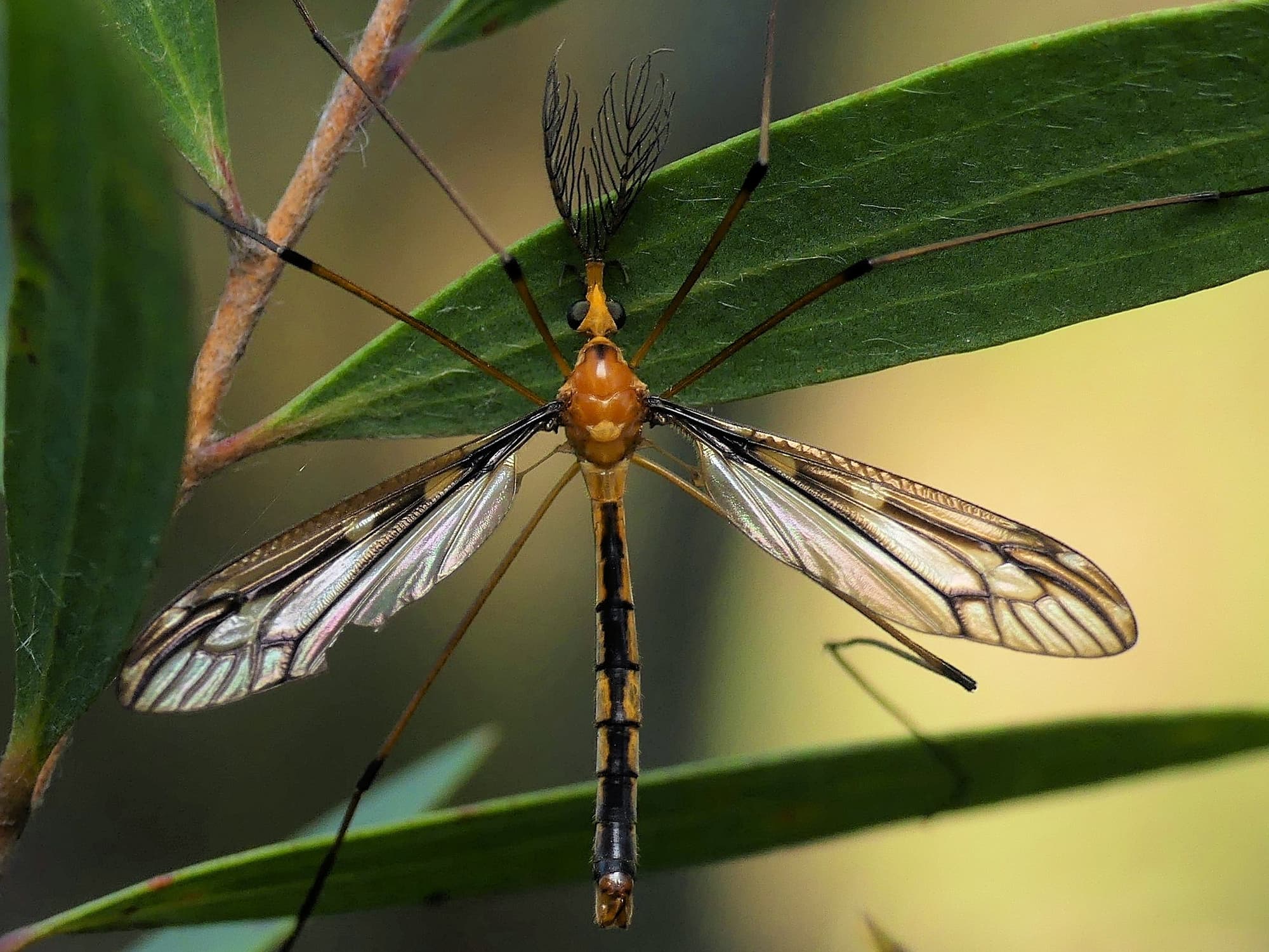 Queensland Insects – Ausemade